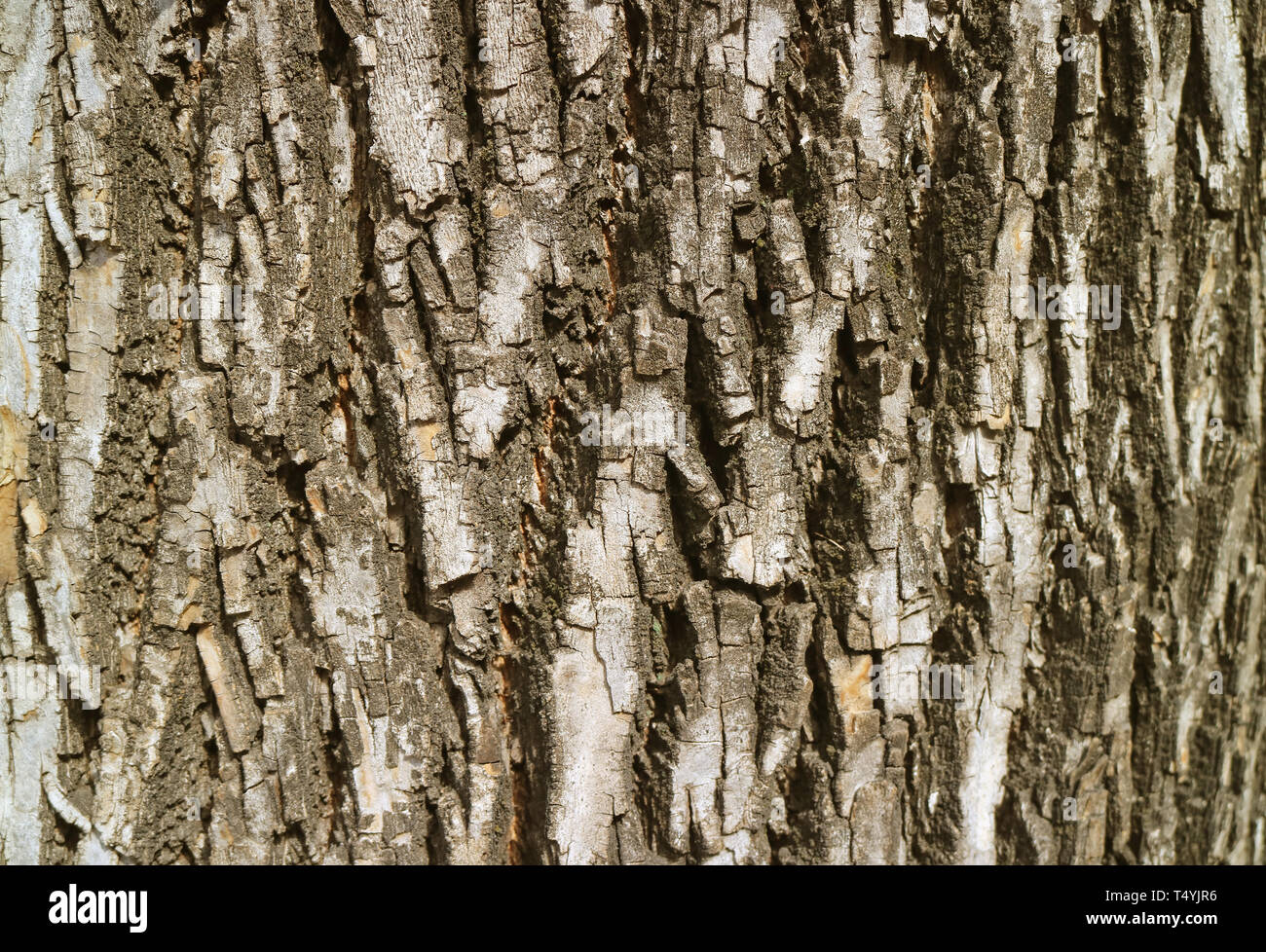 Tree trunk in sunlight hi-res stock photography and images - Alamy
