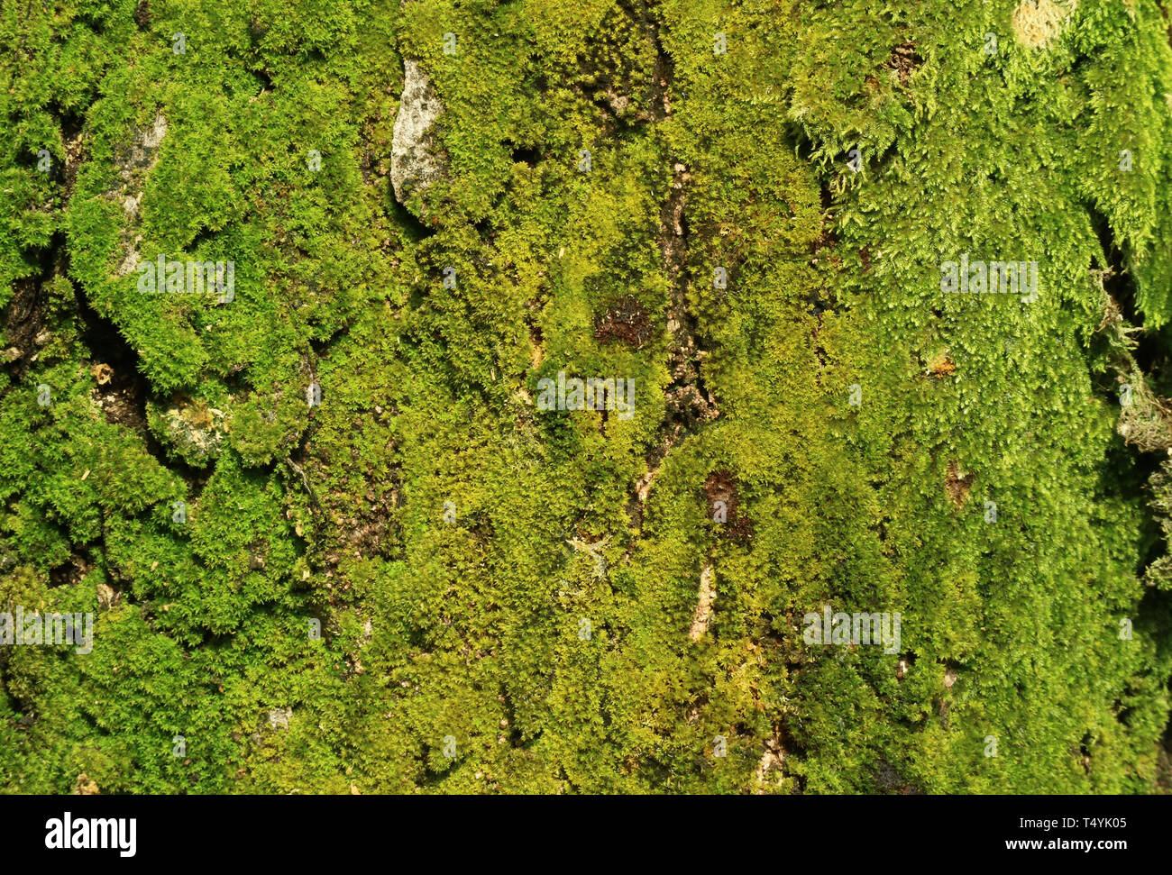Beautiful trunk full green moss hi-res stock photography and images - Alamy