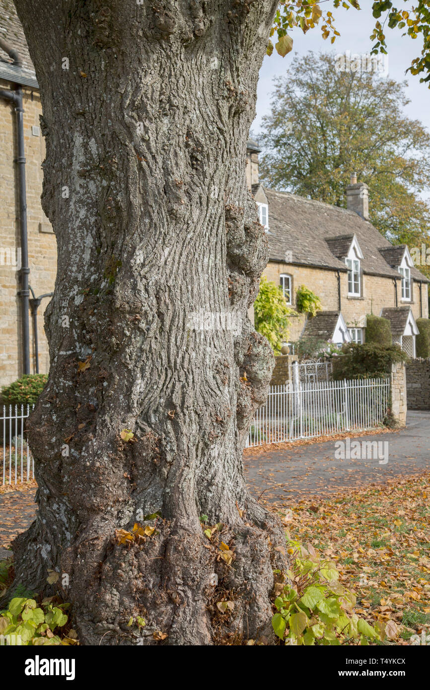 Tree Trunk; Lower Slaughter; Cotswold Village; Cheltenham; England; UK ...