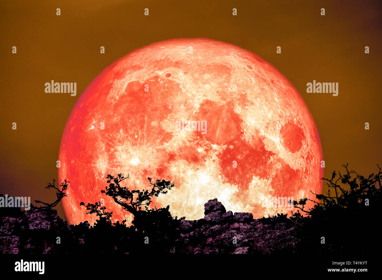 blood moon back over plant and tree on cliff night sky, Elements of ...