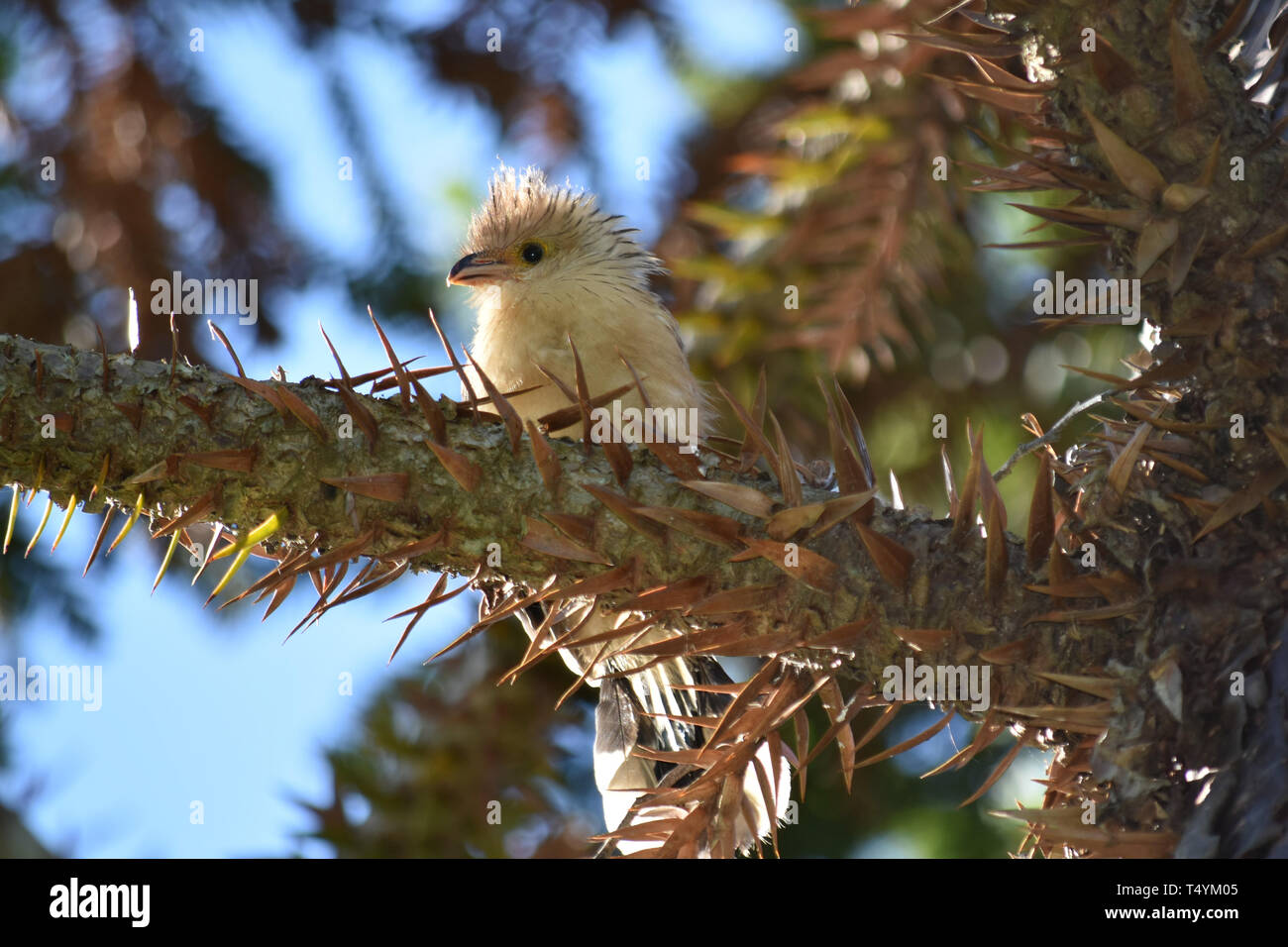 Baby cuckoo birds hi-res stock photography and images - Alamy