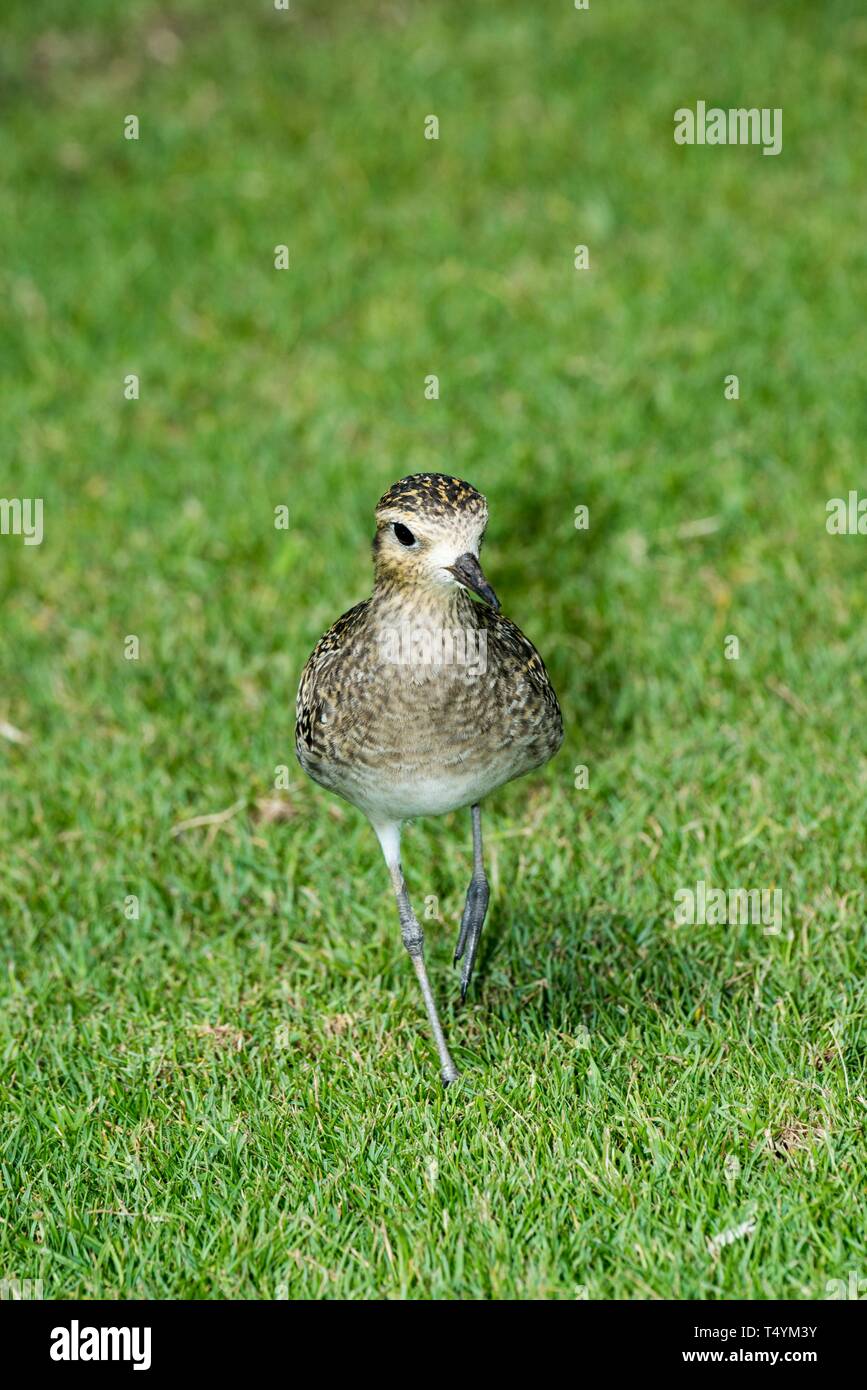 Pacific Golden Plover, Pluvialis fulvanon in non breeding plumage ...