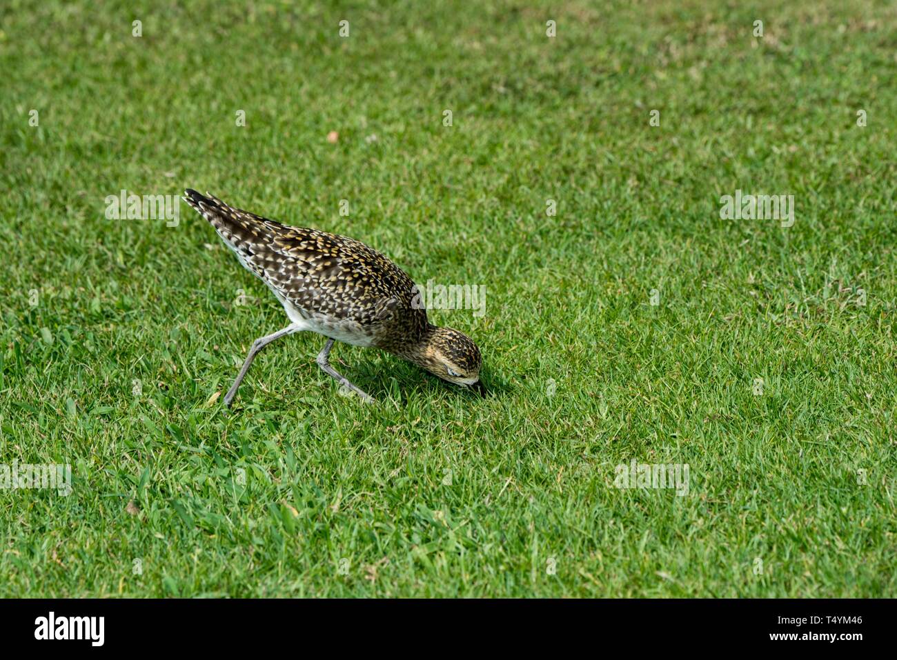 Pacific Golden Plover, Pluvialis fulvanon in non breeding plumage ...