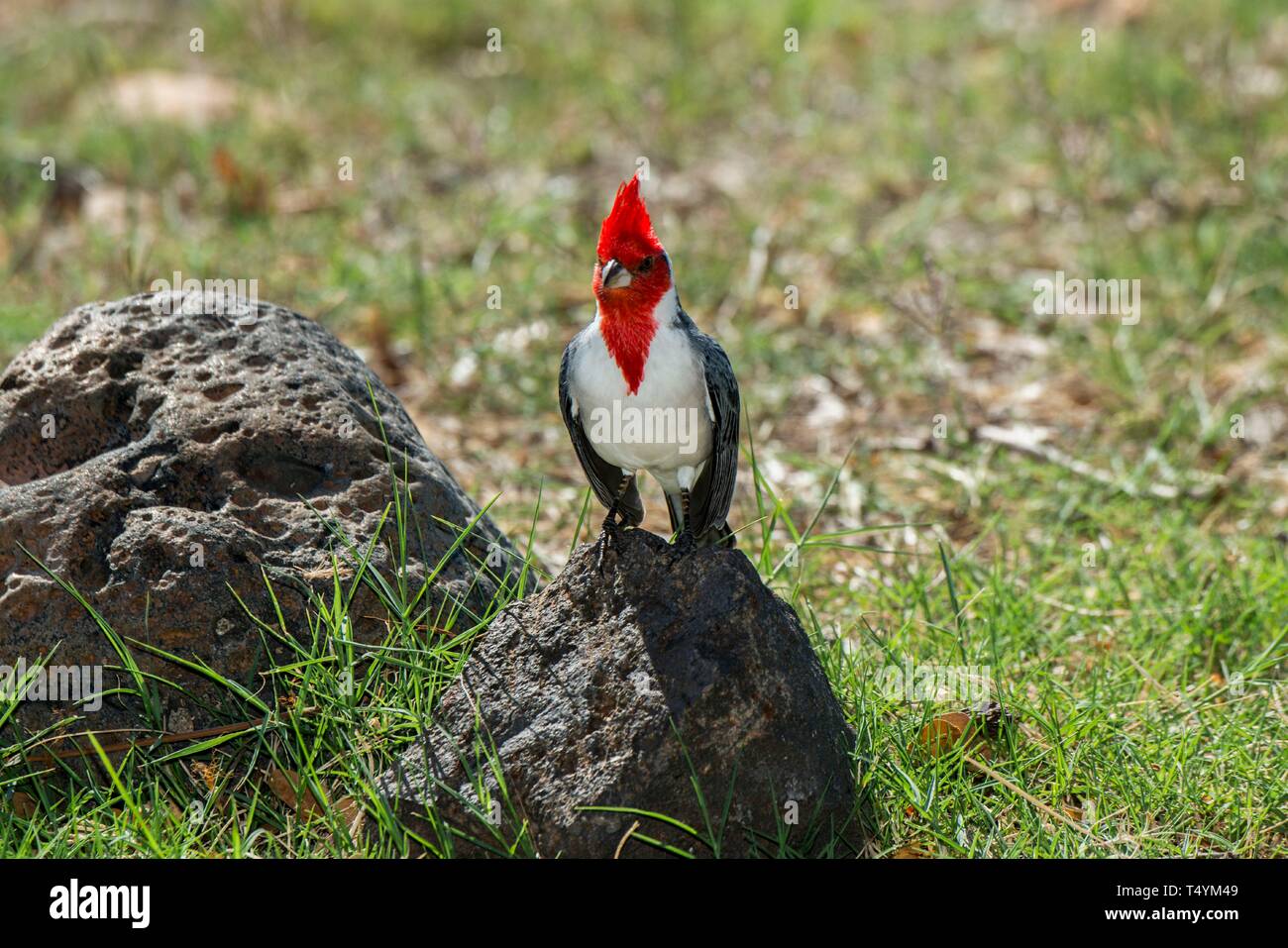 P coronata hi-res stock photography and images - Alamy