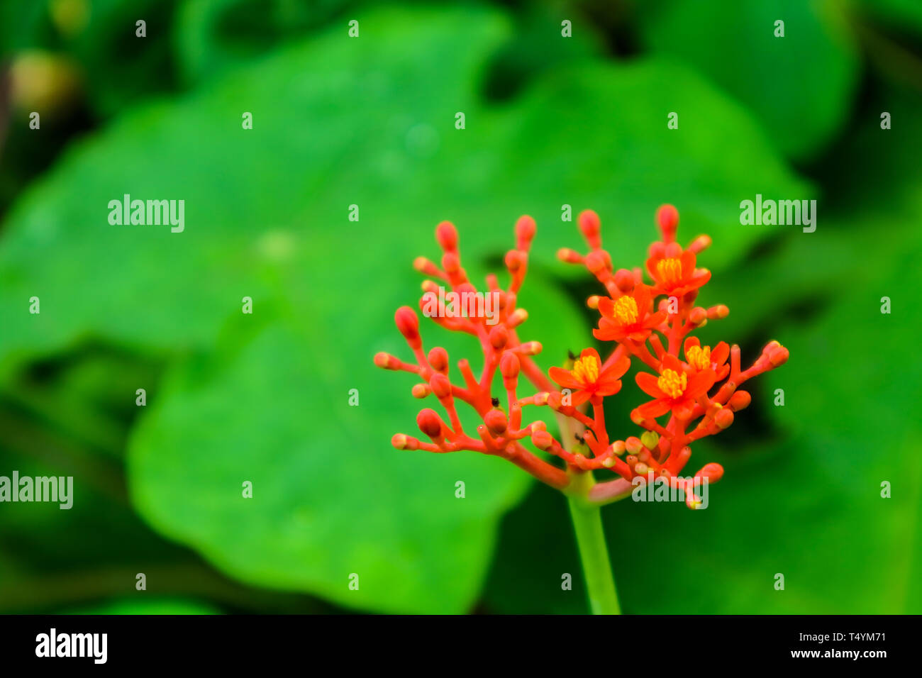 Buddha belly plant, bottleplant shrub,Use as a tonic for those who ...