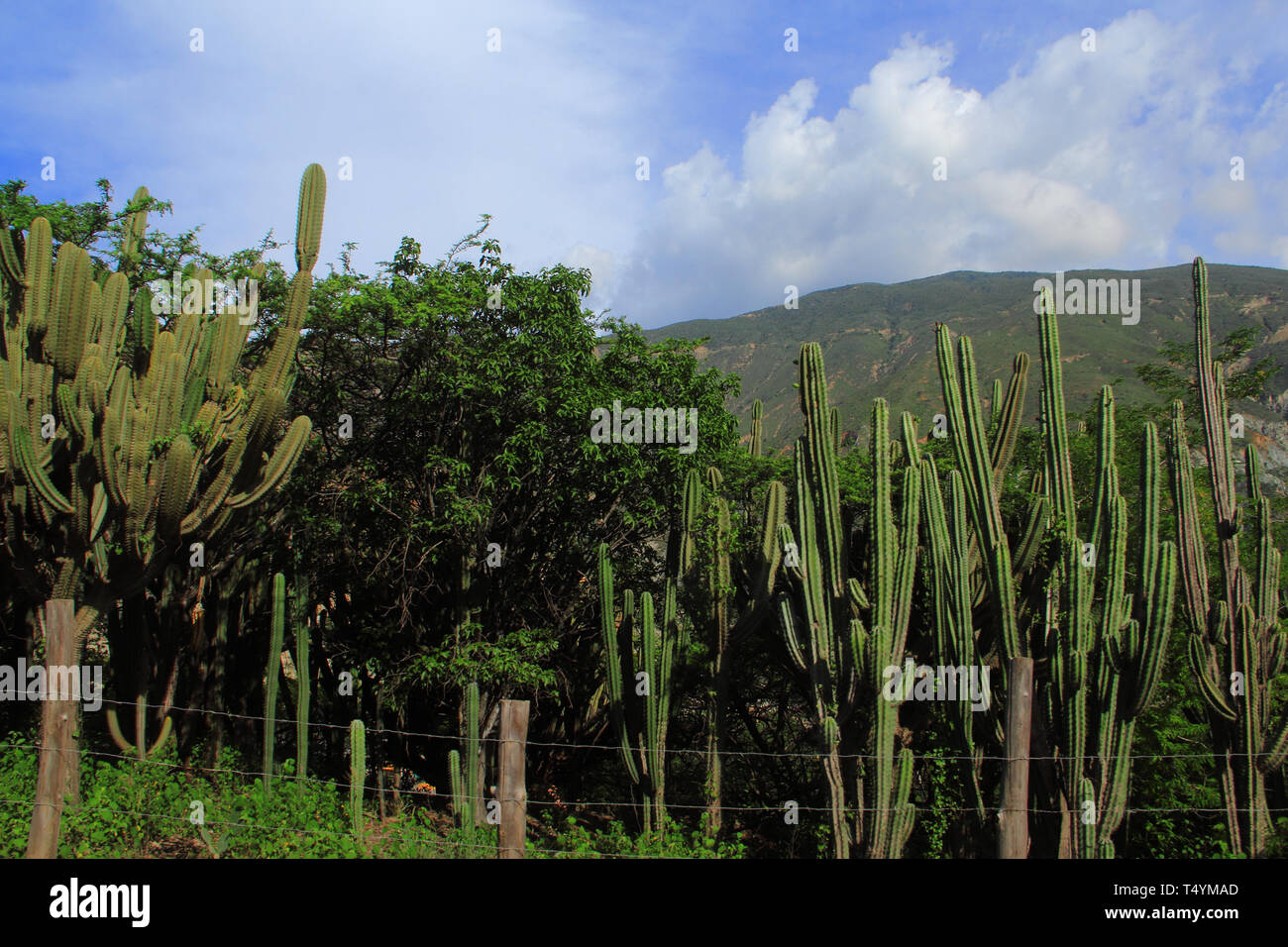 Cactii plants hi-res stock photography and images - Alamy