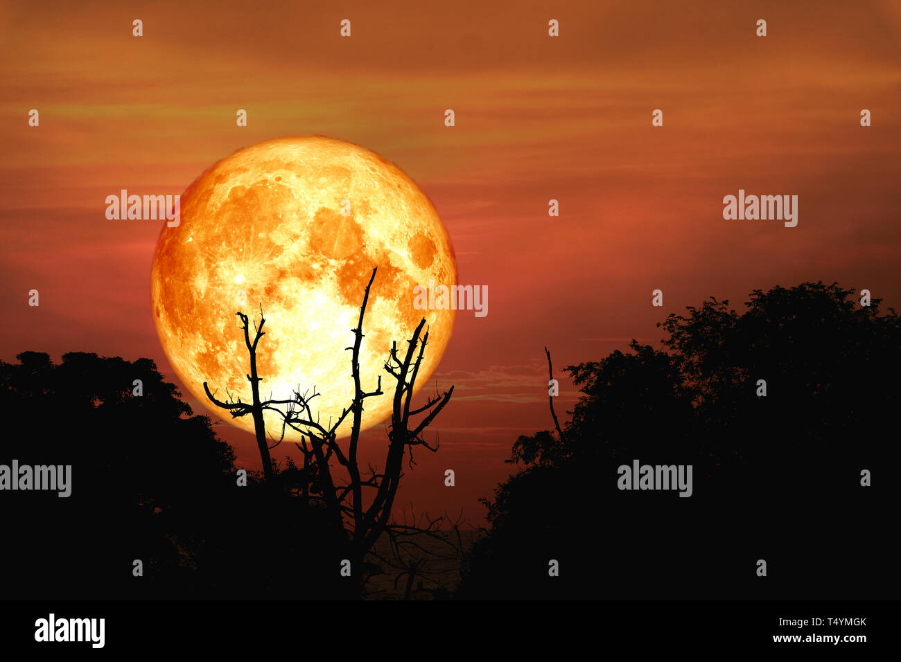 full blood moon back over silhouette branch tree in field on evening ...