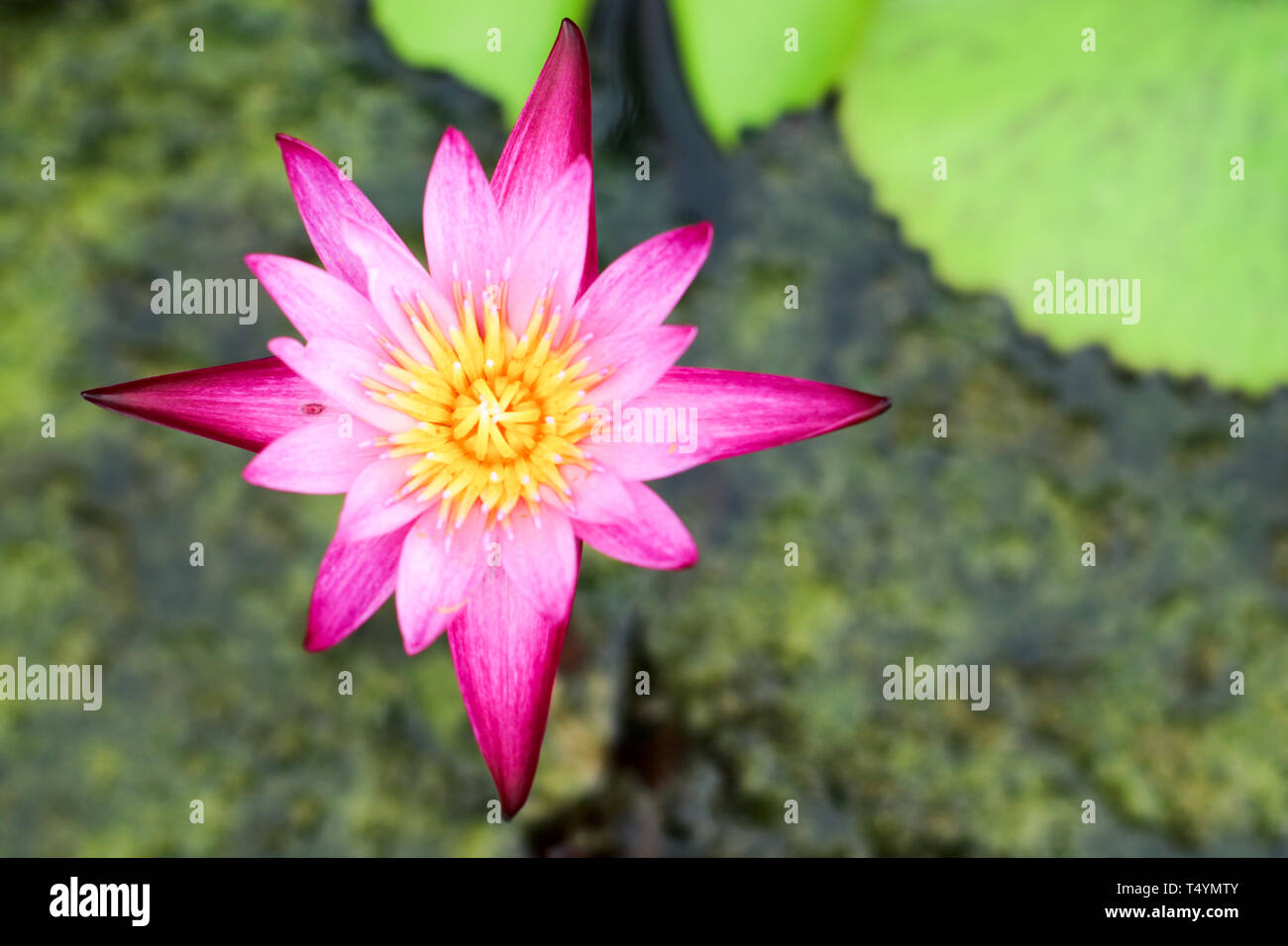 Lotus flower bouquet on the surface in the swamp full of leaves on ...