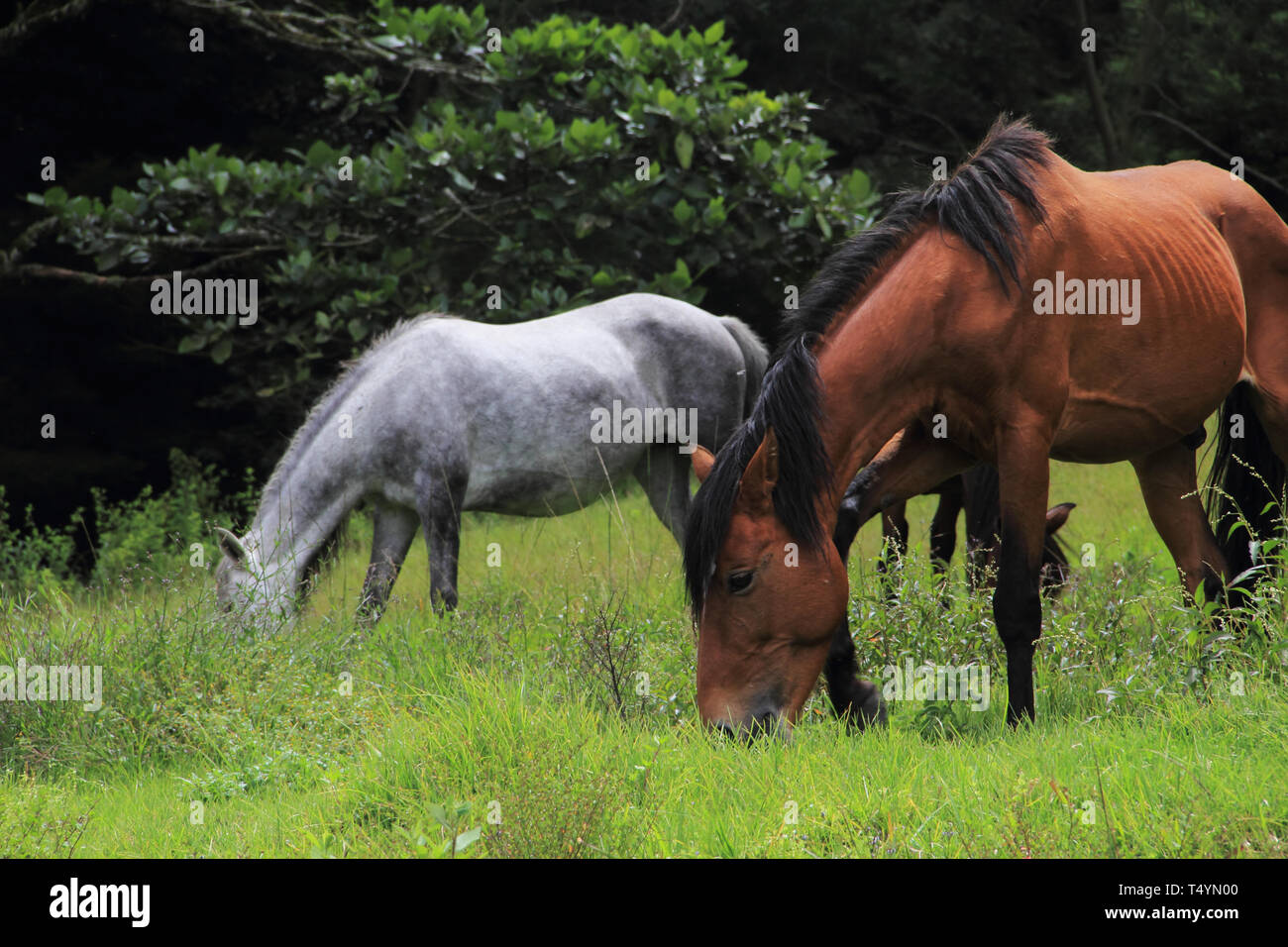 Countryside venezuela hi-res stock photography and images - Alamy
