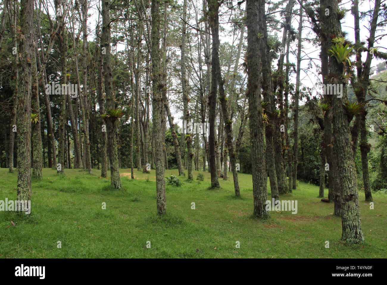 Forest at venezuela hi-res stock photography and images - Alamy