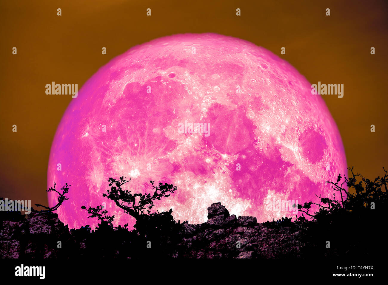 pink moon back over plant and tree on cliff night sky, Elements of this ...