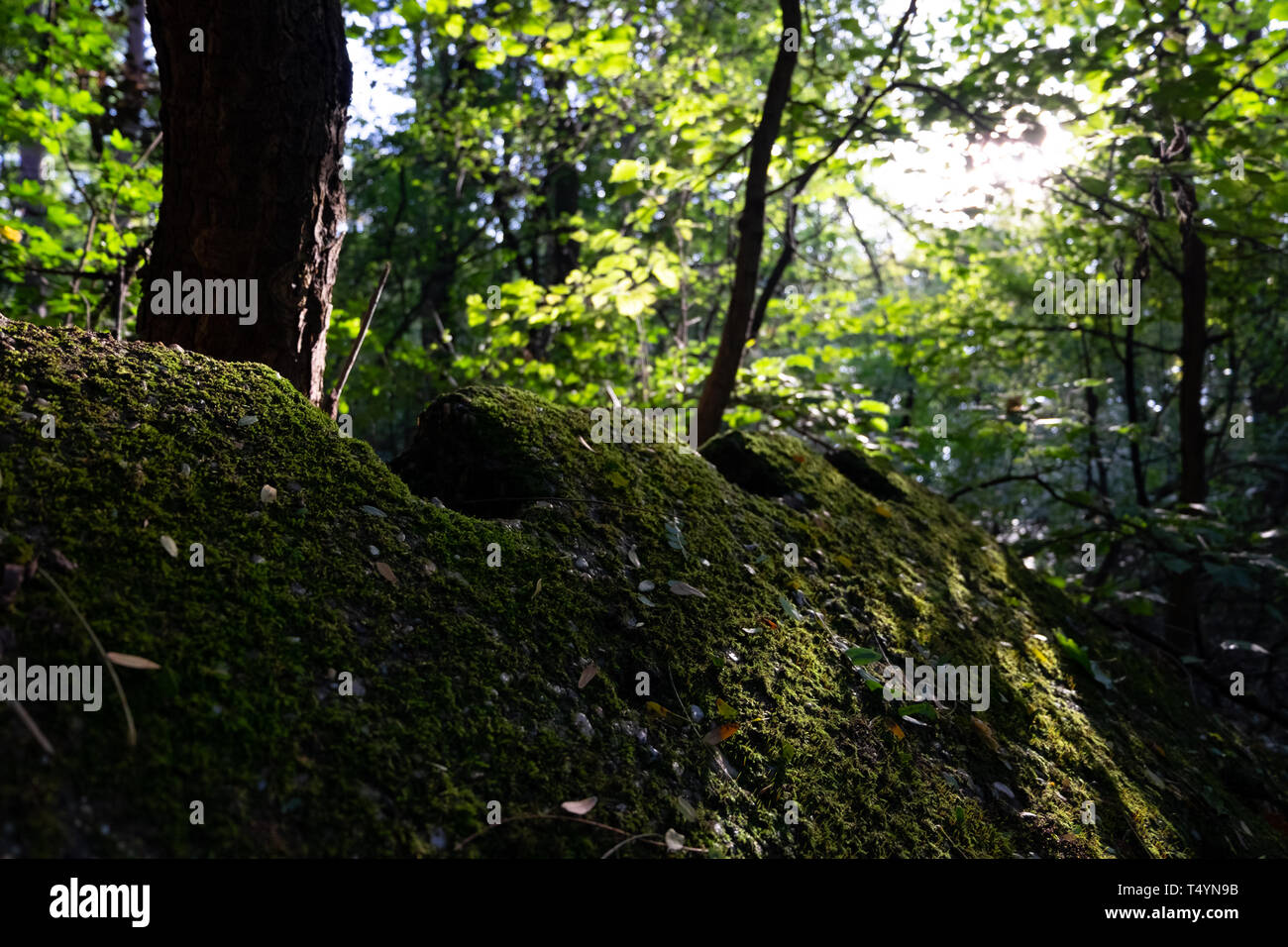 Mosses on rock hi-res stock photography and images - Alamy