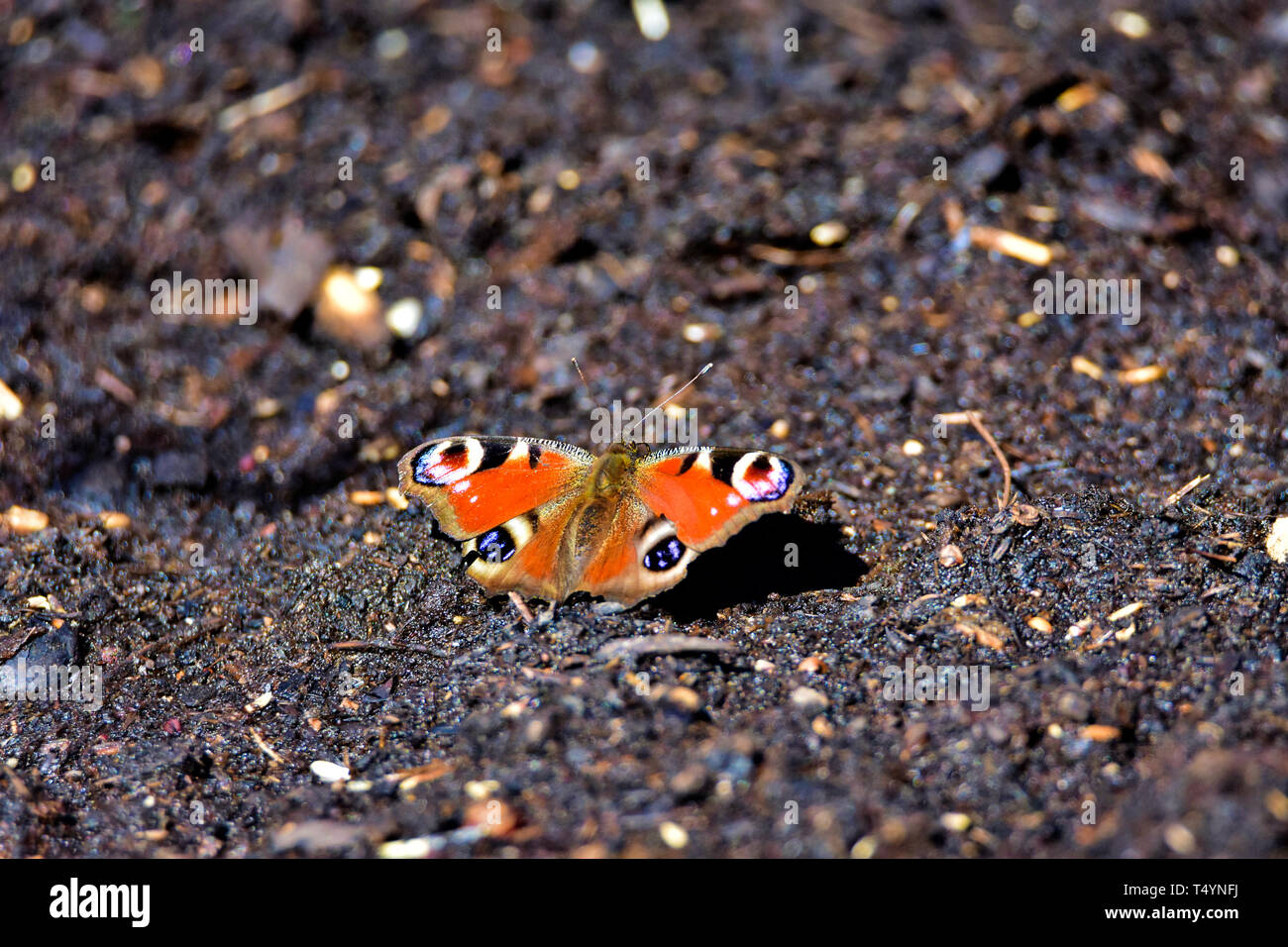 Colorful butterfly sitting on the ground Stock Photo - Alamy