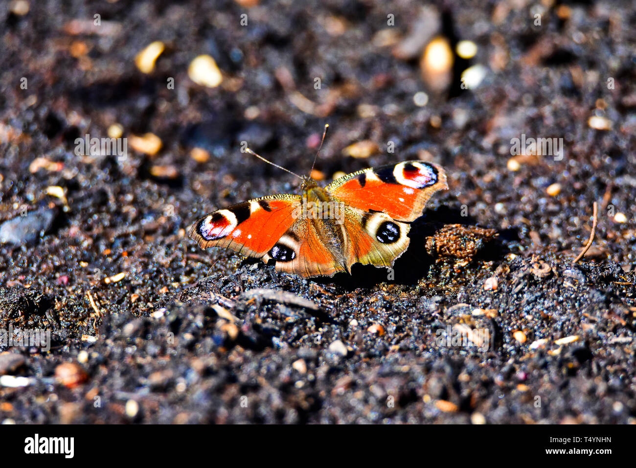 Colorful butterfly sitting on the ground Stock Photo - Alamy