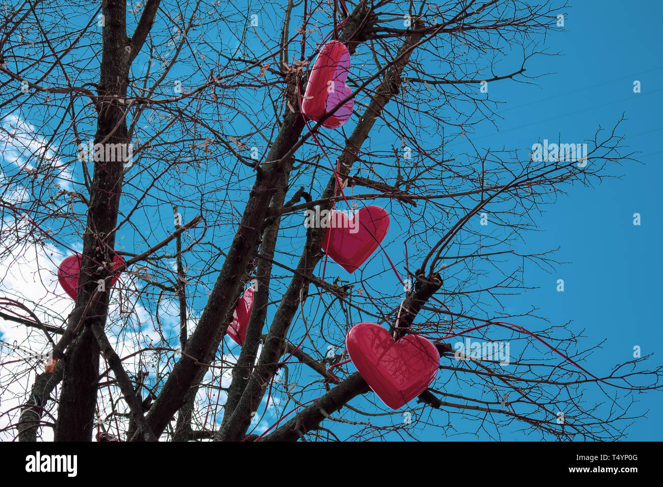 Red hearts are hanging on a tree without leaves against the sky. Love ...
