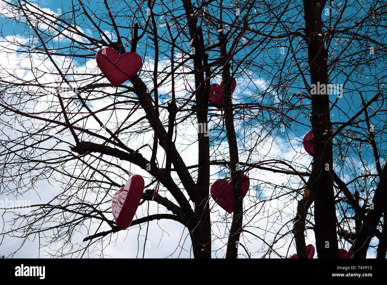 Red hearts are hanging on a tree without leaves against the sky. Love ...