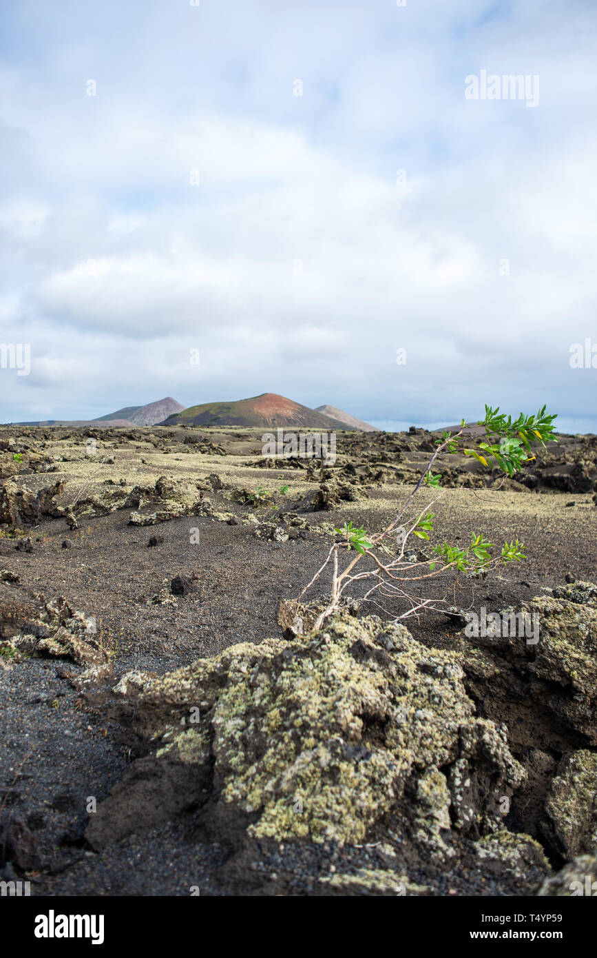 Vulcanic stones hi-res stock photography and images - Alamy