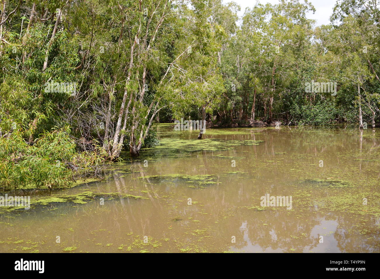 Rainforest landscape. Wangetti. Queensland. Australia Stock Photo - Alamy