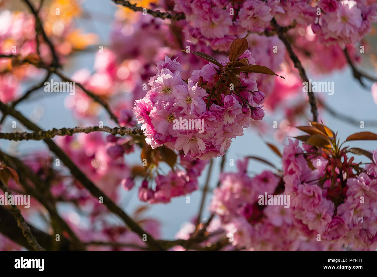 Blooming pink sakura Stock Photo - Alamy