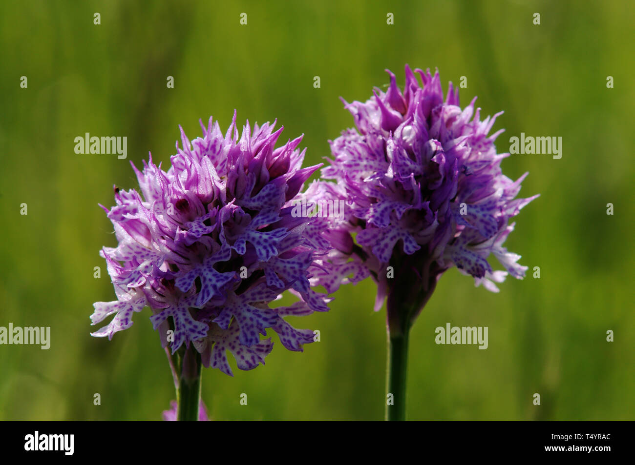 Orchis militaris; military orchid flowering in a Ligurian meadow Stock ...