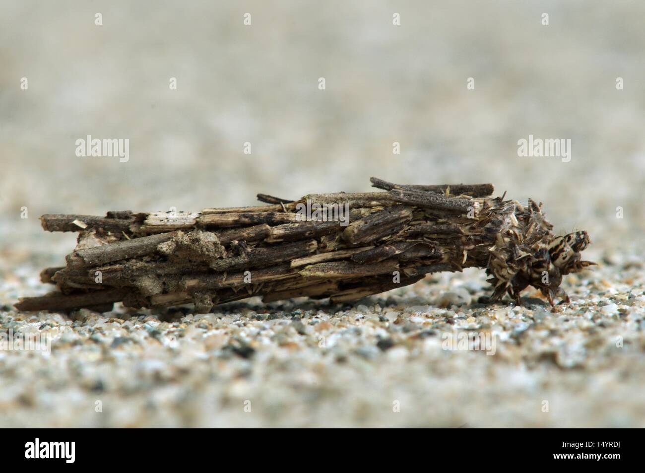 Libelloides sp hi-res stock photography and images - Alamy