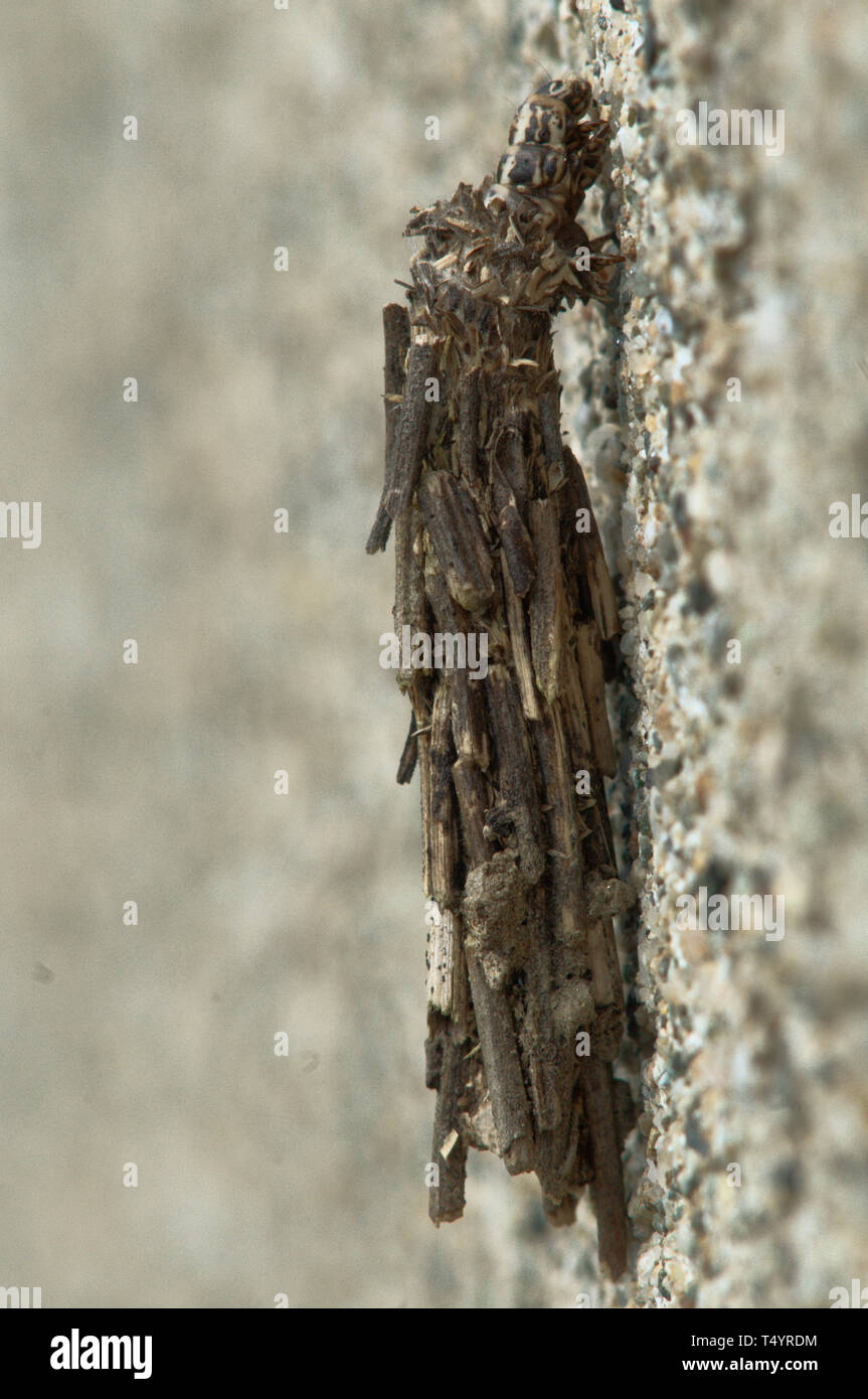Libelloides sp hi-res stock photography and images - Alamy