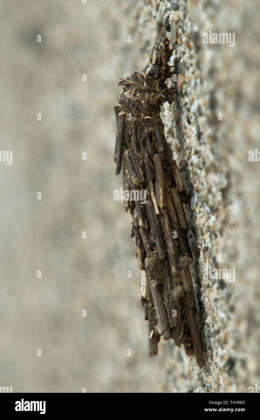 Libelloides sp.; owlfly larva climbing wall in Liguria, encased in ...