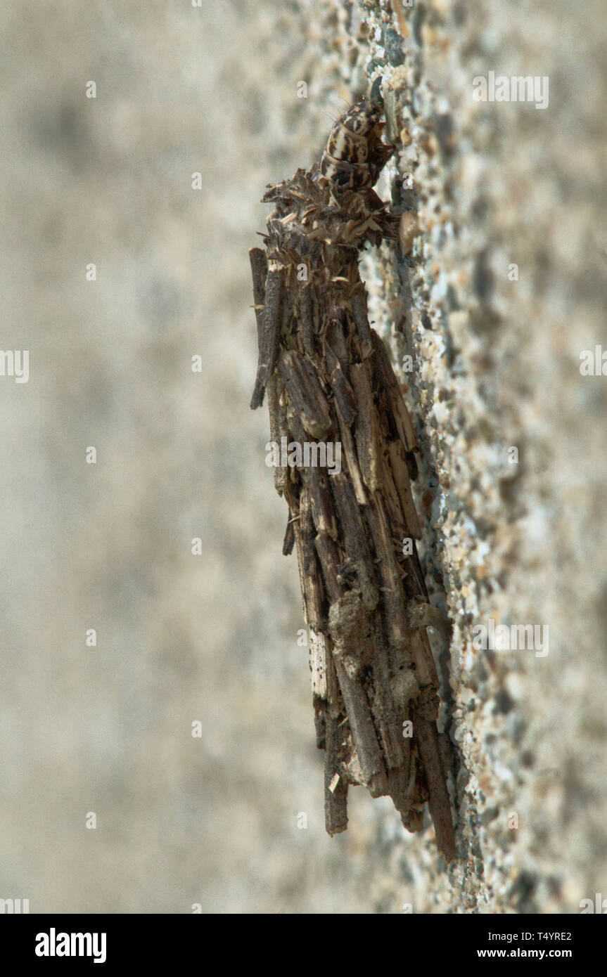 Caddis protection hi-res stock photography and images - Alamy