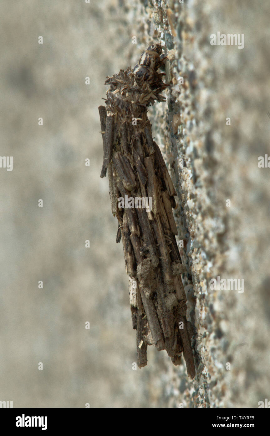Caddis protection hi-res stock photography and images - Alamy