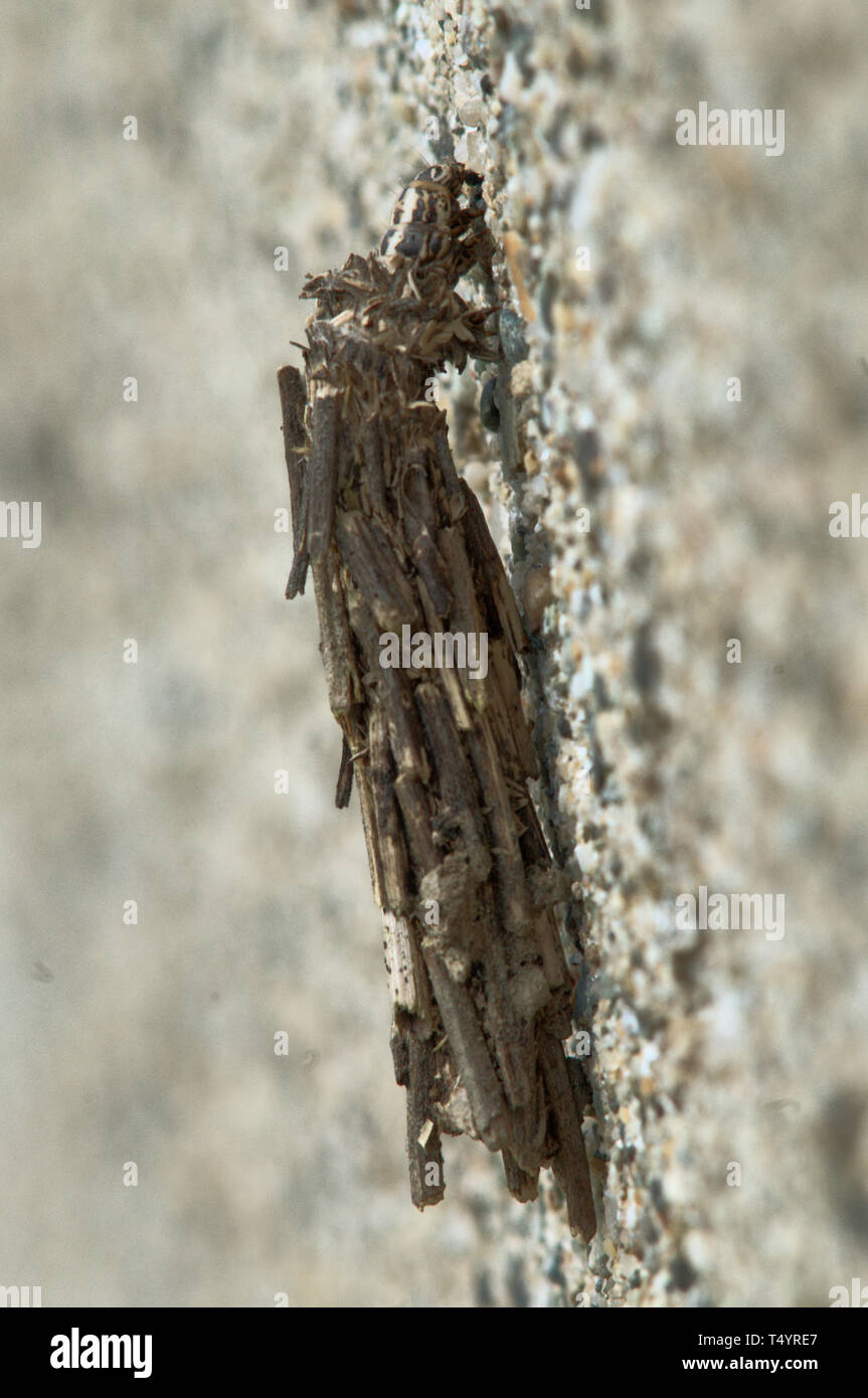 Libelloides sp hi-res stock photography and images - Alamy