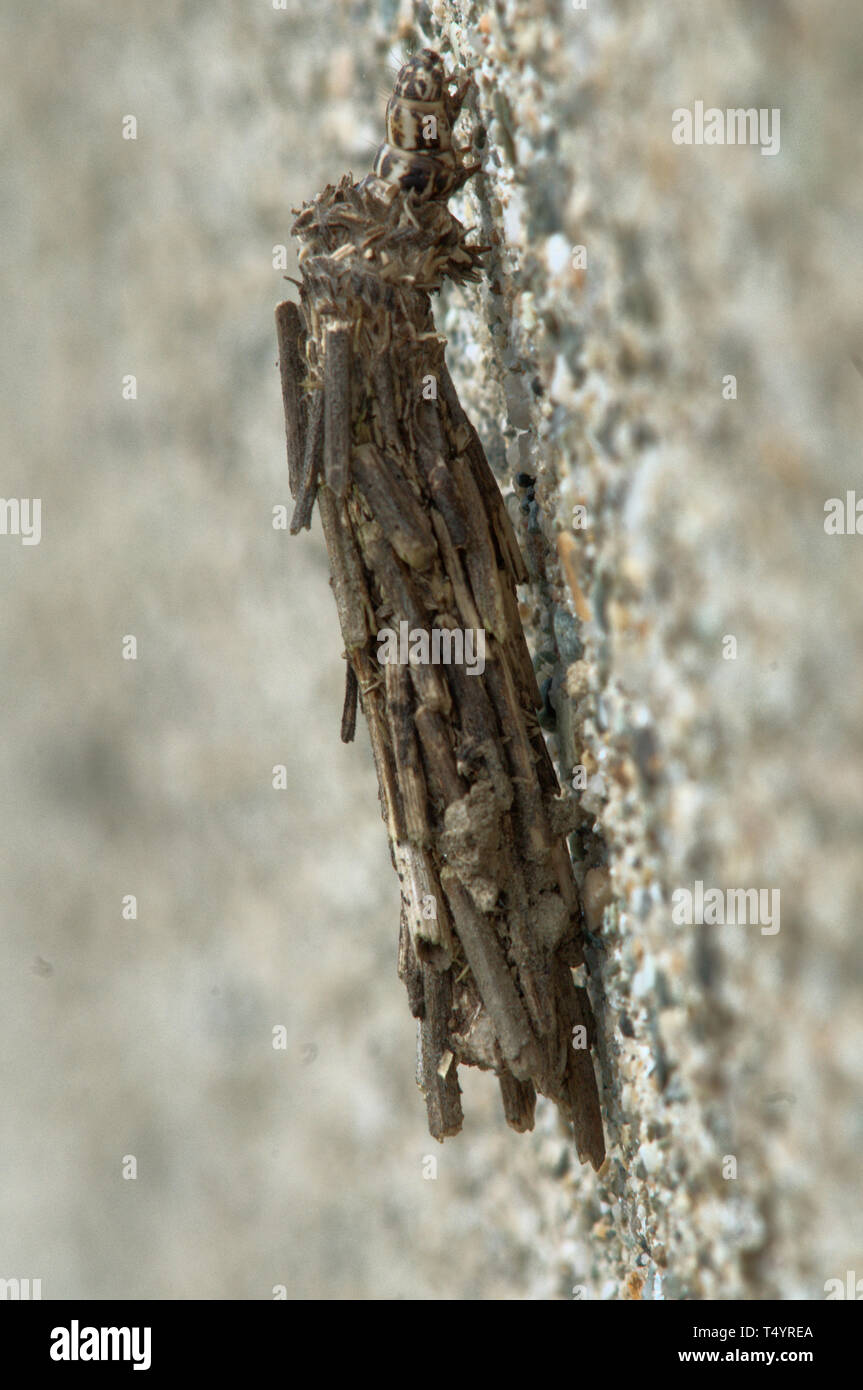 Caddis protection hi-res stock photography and images - Alamy