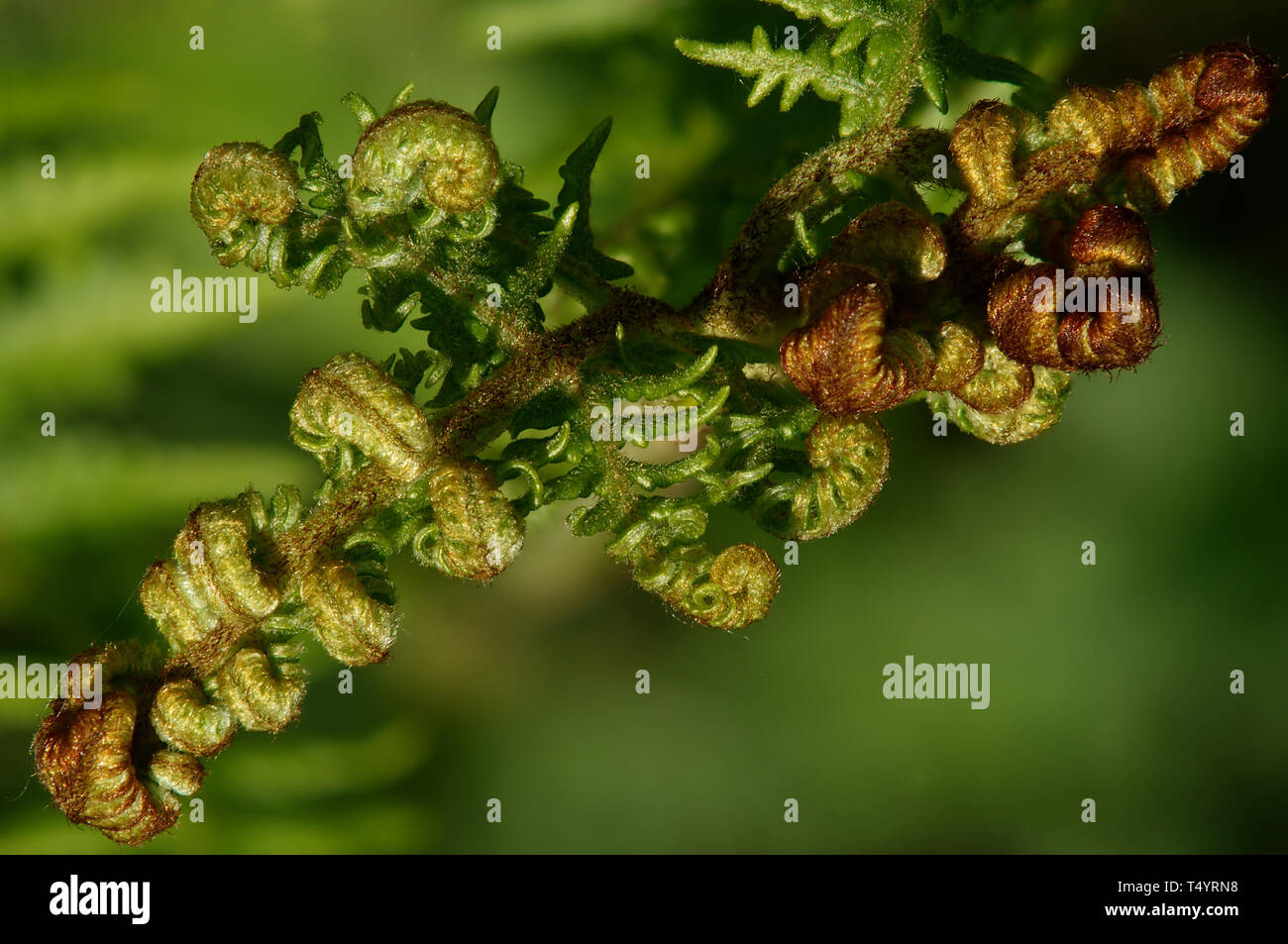 Pteridium sp hi-res stock photography and images - Alamy