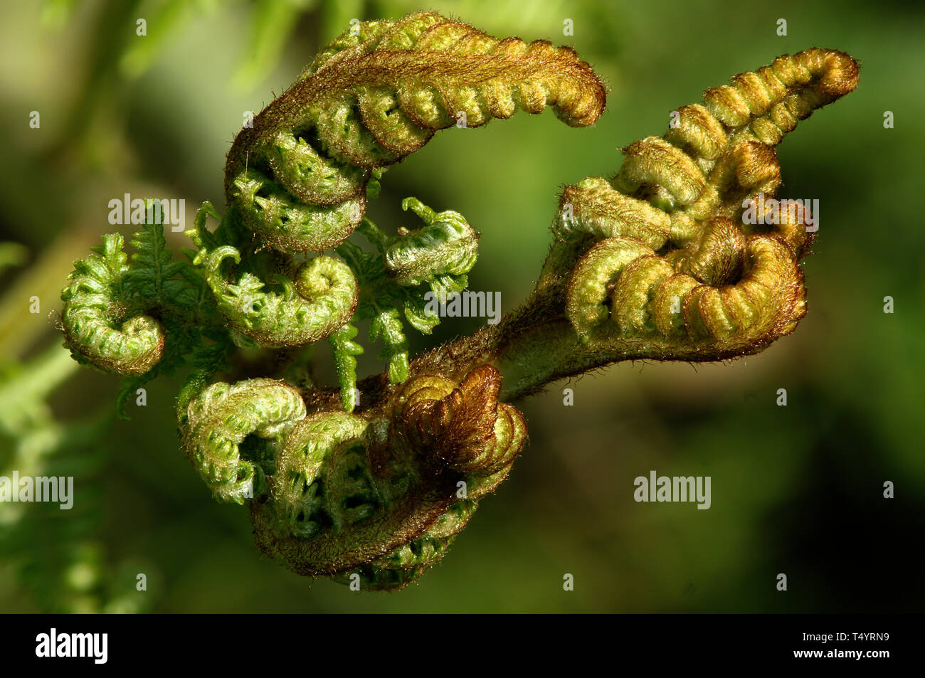 Pteridium sp.; bracken shoots unfurling in Liguria Stock Photo - Alamy