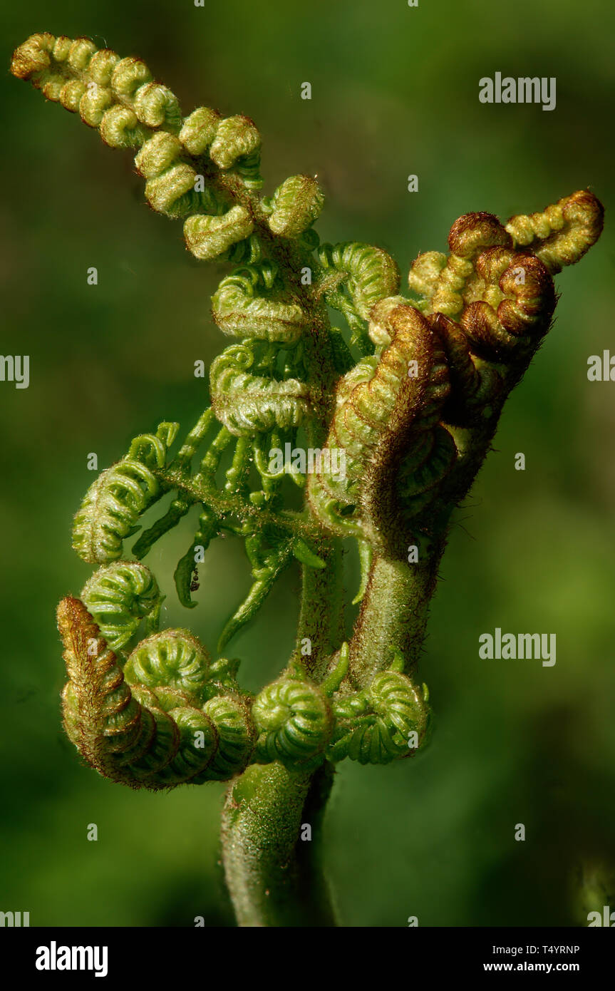 Pteridium sp hi-res stock photography and images - Alamy