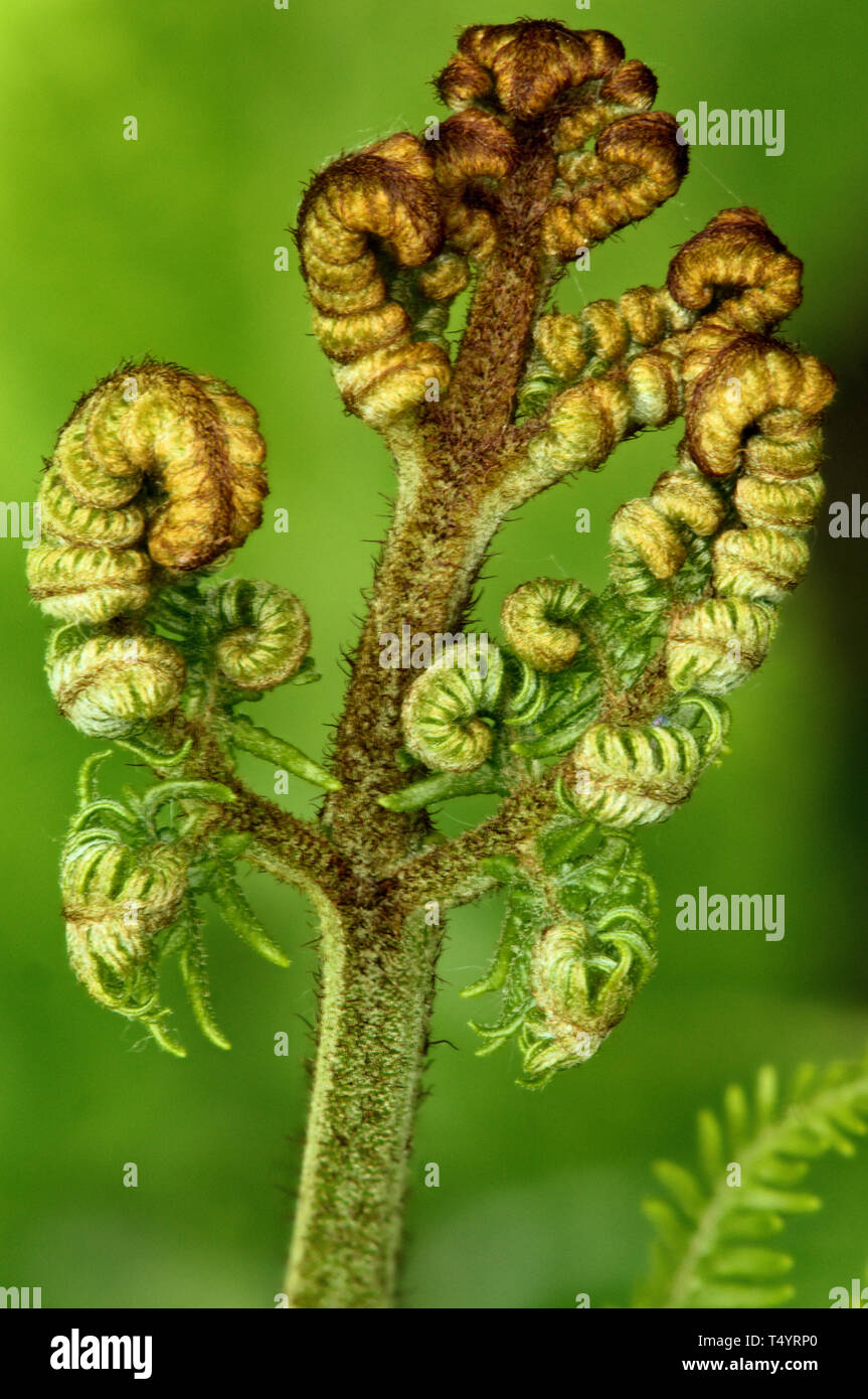 Pteridium sp.; bracken shoots unfurling in Liguria Stock Photo - Alamy