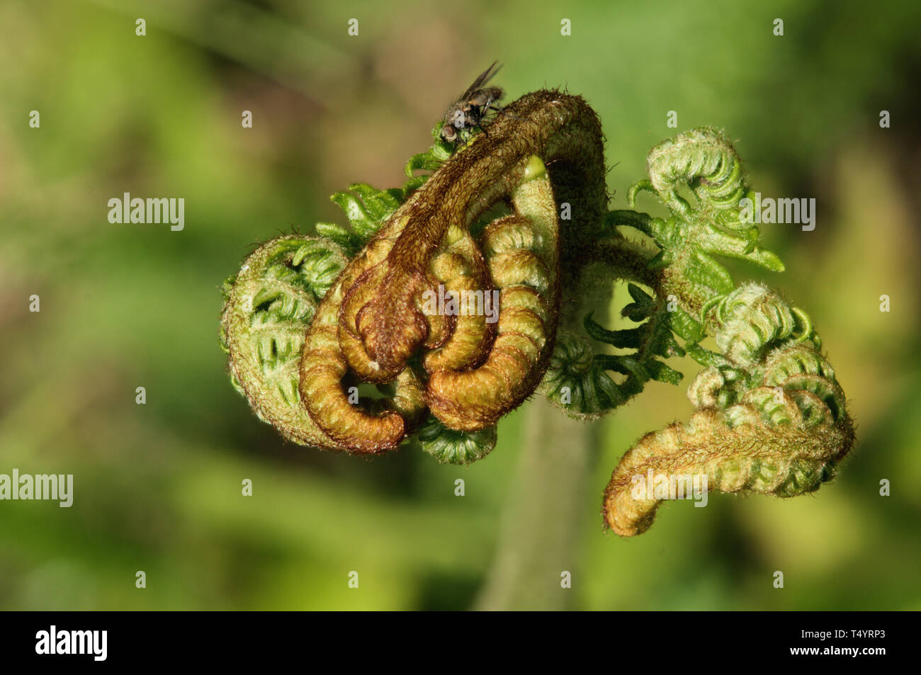 Pteridium sp.; bracken shoots unfurling in Liguria Stock Photo - Alamy