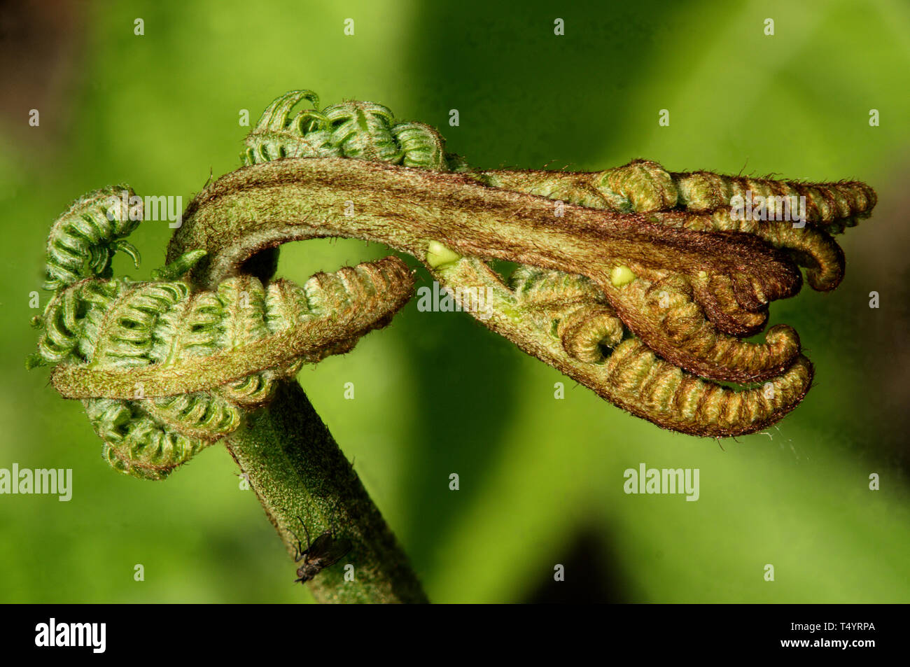 Pteridium sp.; bracken shoots unfurling in Liguria Stock Photo - Alamy