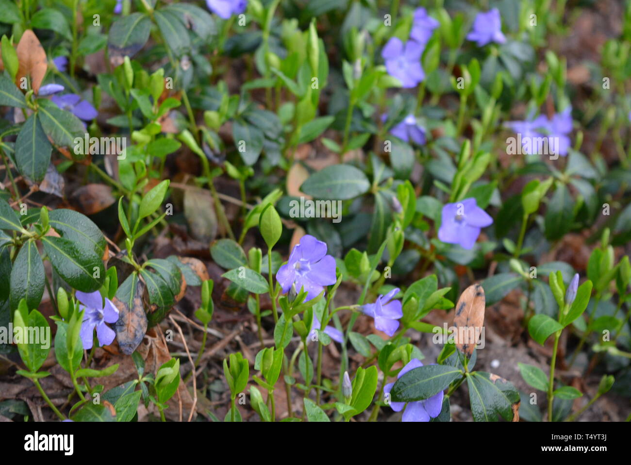 Spring perennial carpeted flowers, Ukrainian periwinkles, periwinkle ...