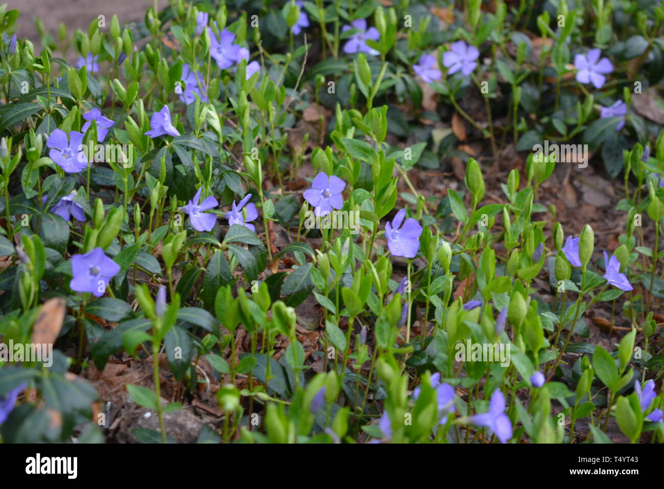 Spring perennial carpeted flowers, Ukrainian periwinkles, periwinkle ...