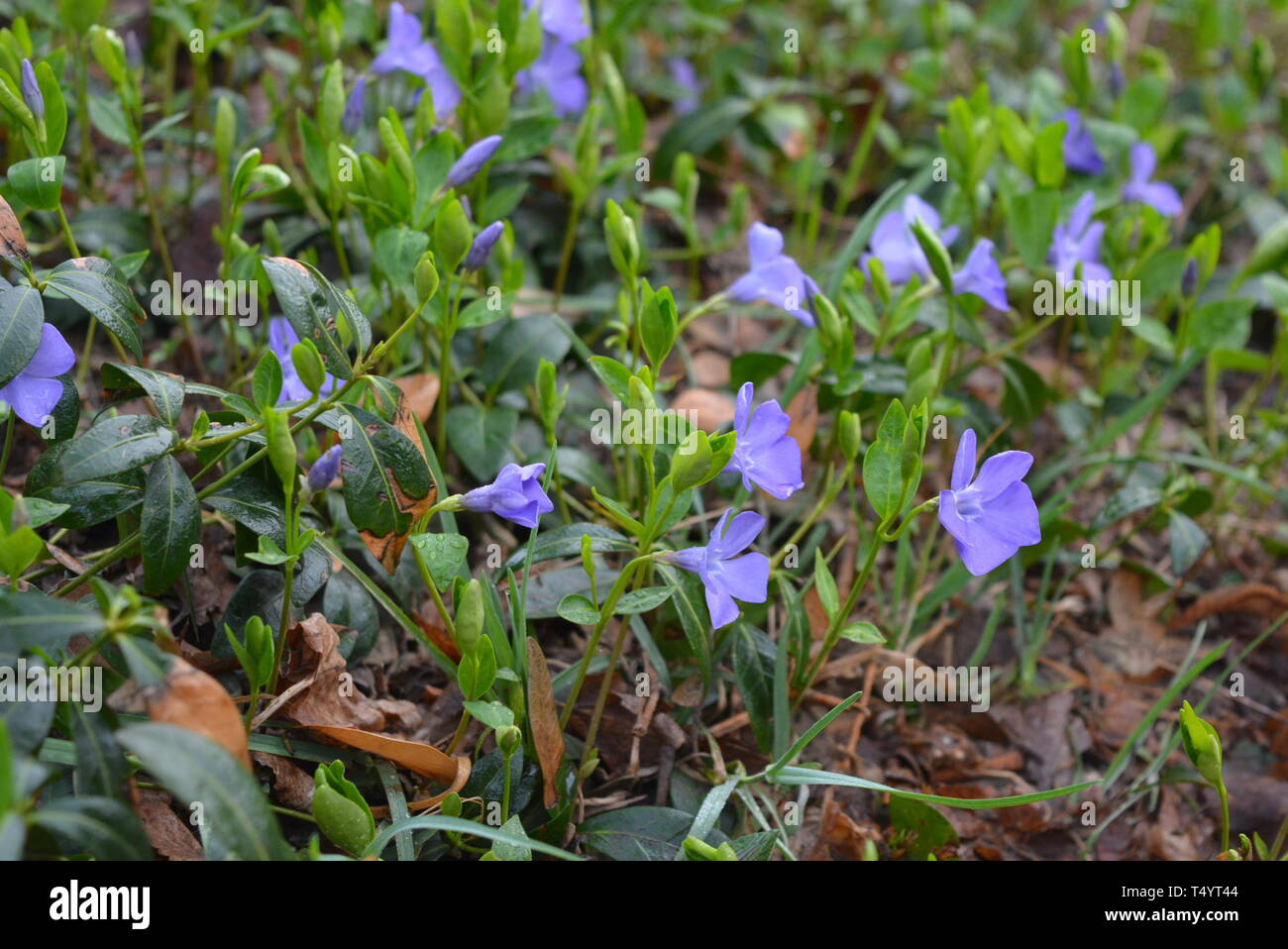 Spring perennial carpeted flowers, Ukrainian periwinkles, periwinkle ...