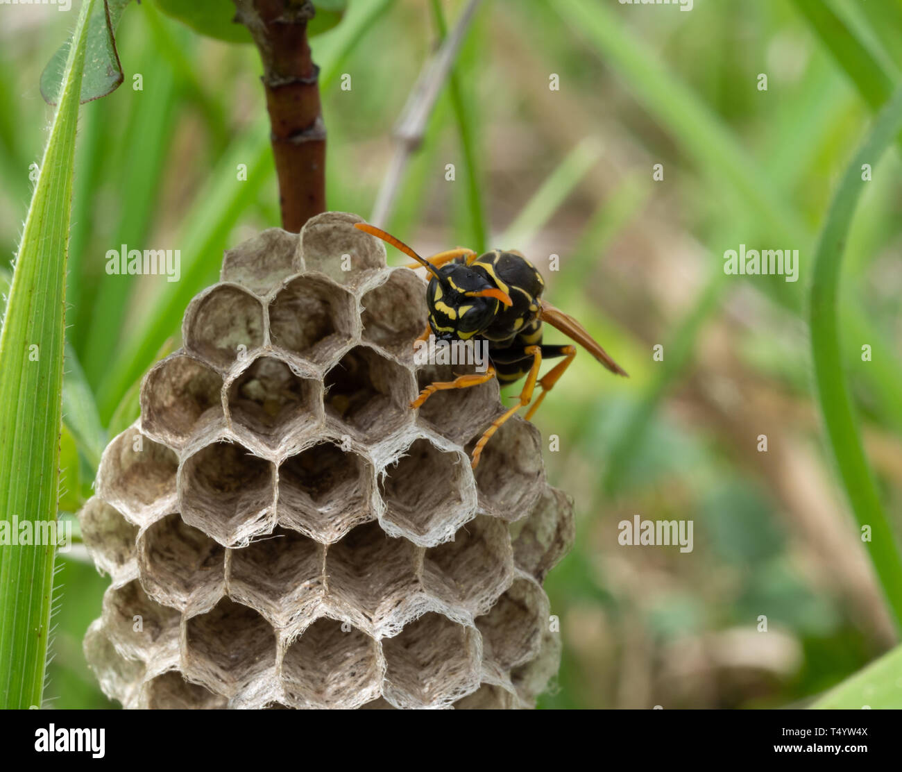 Wasp builds a nest Stock Photo - Alamy
