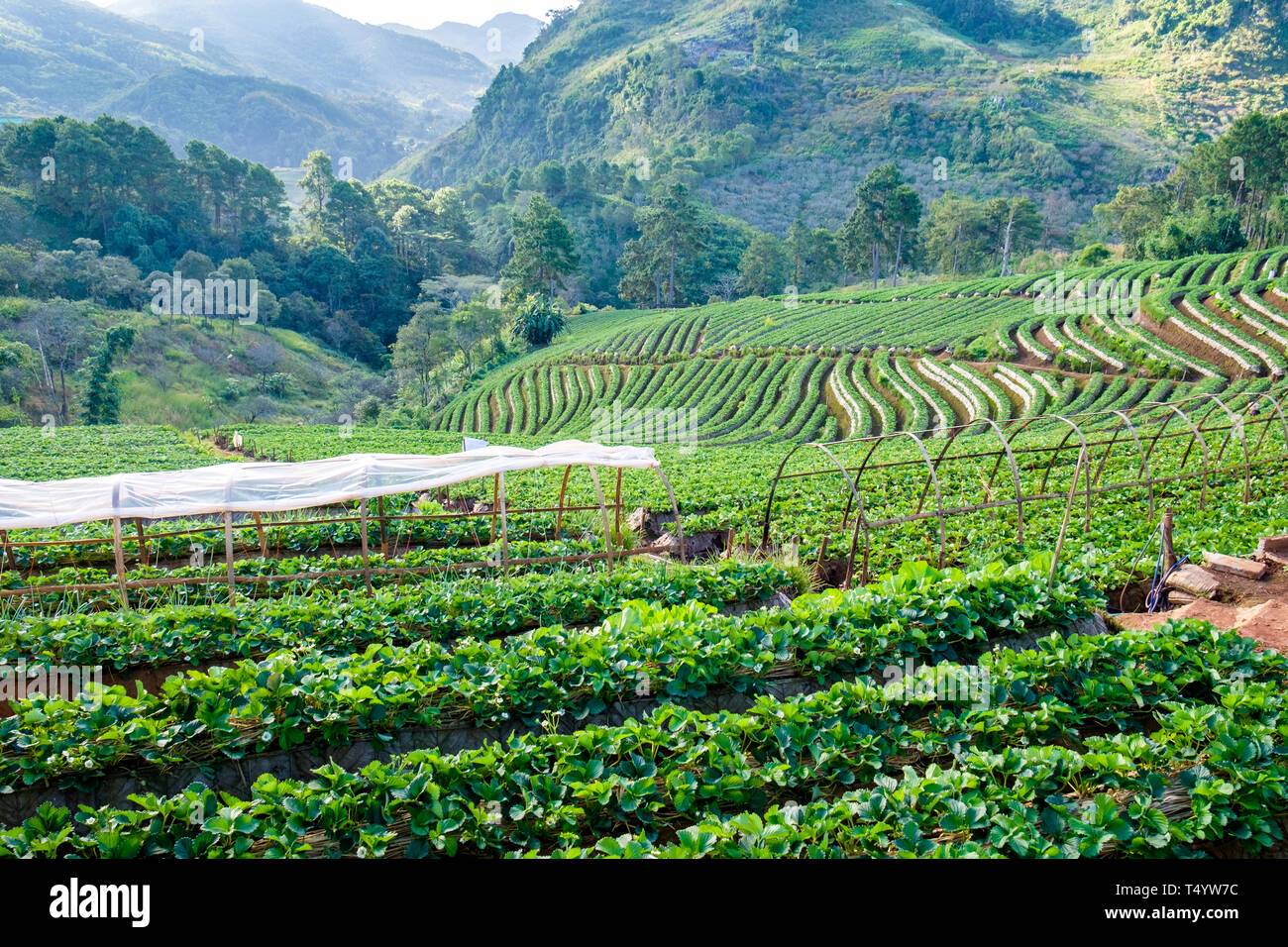 Strawberry harvest australia hi-res stock photography and images - Alamy