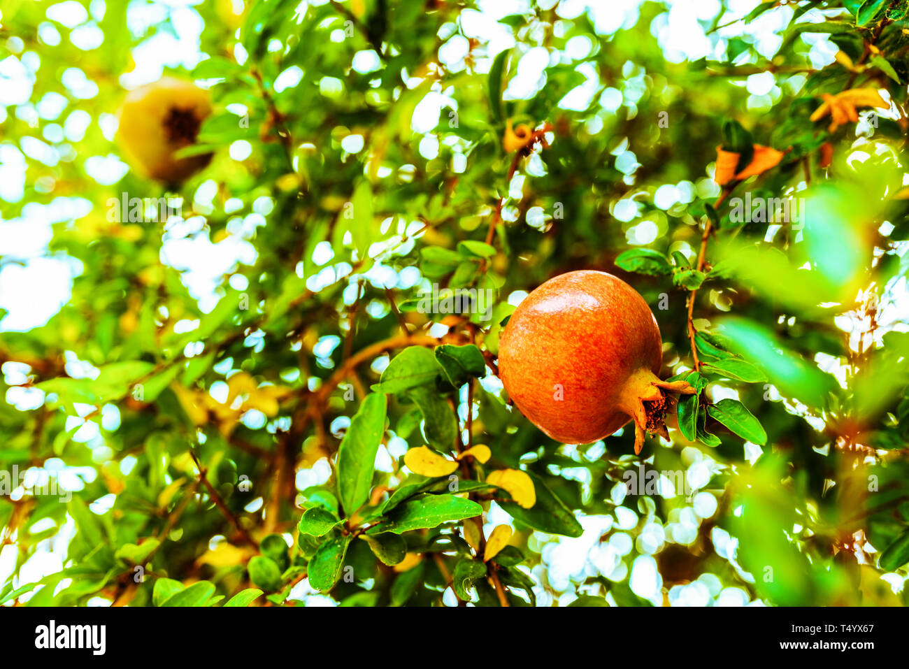 Fruit pomegranate tree hi-res stock photography and images - Alamy