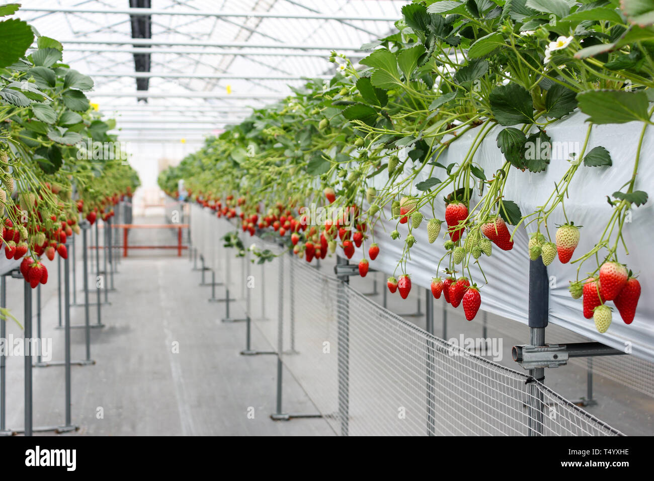 Strawberry house japan hi-res stock photography and images - Alamy