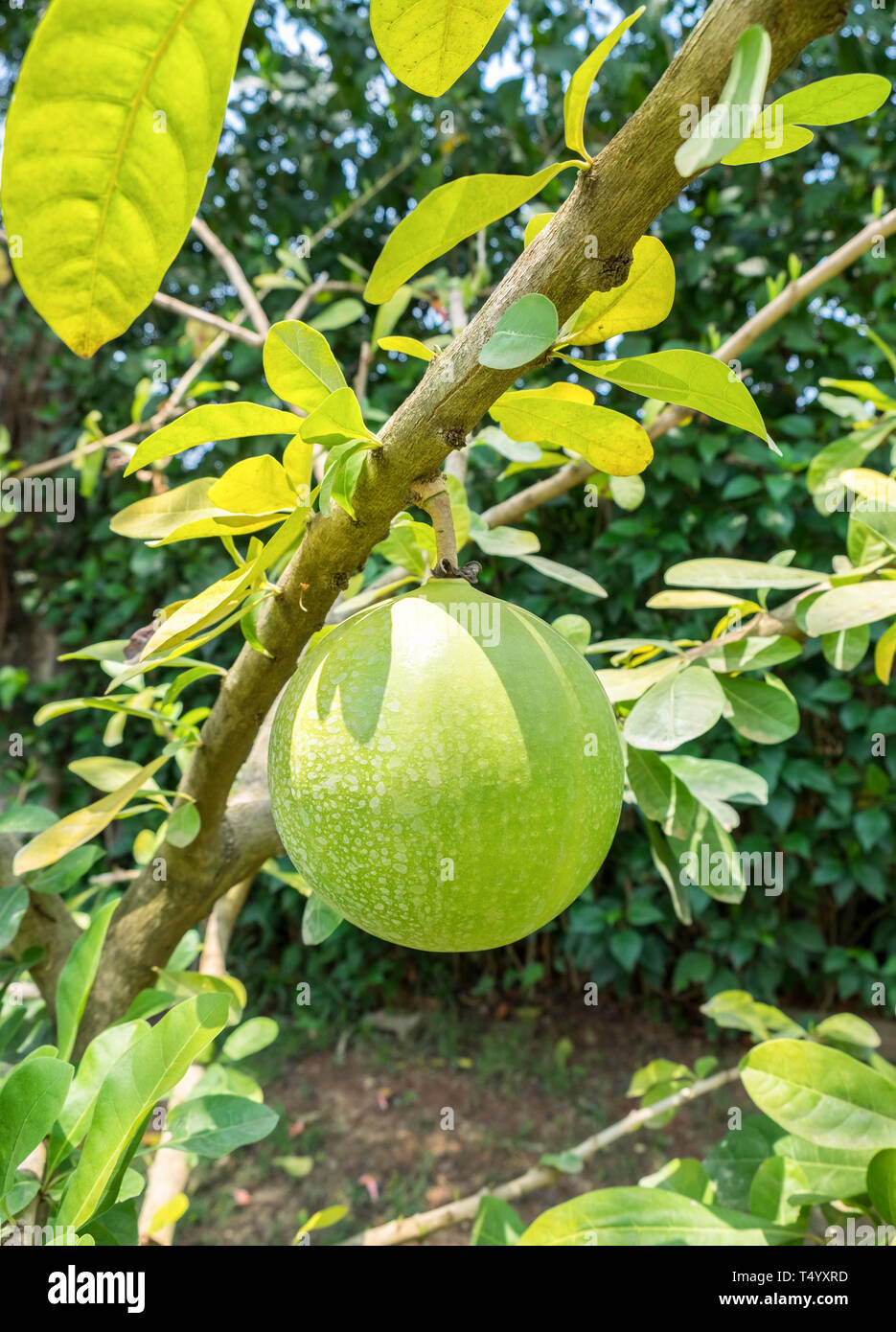 Calabash, Calabash Tree,Wild Calabash,Crescentia cujete,Bignoniaceae ...