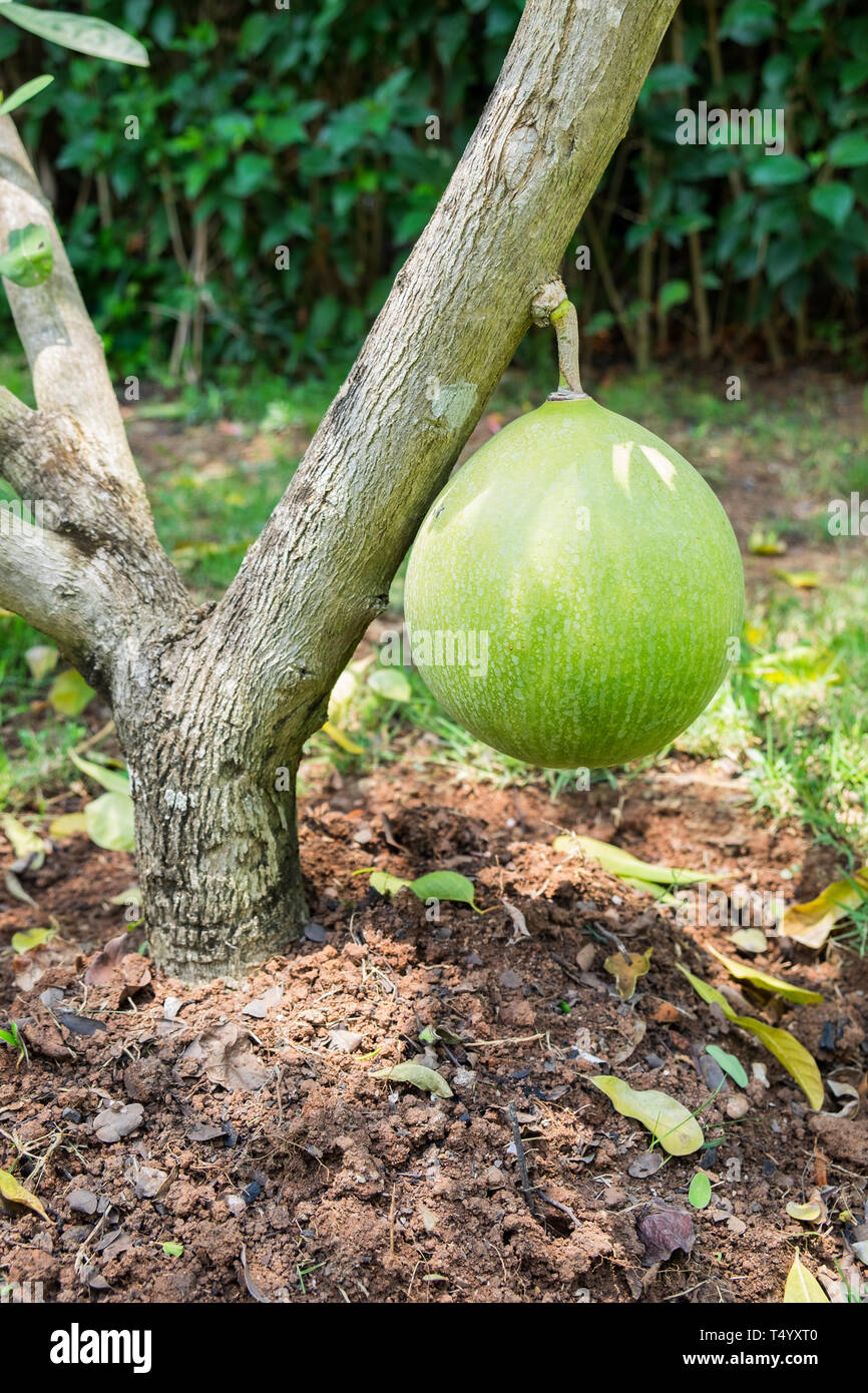 Calabash, Calabash Tree,Wild Calabash,Crescentia cujete,Bignoniaceae ...