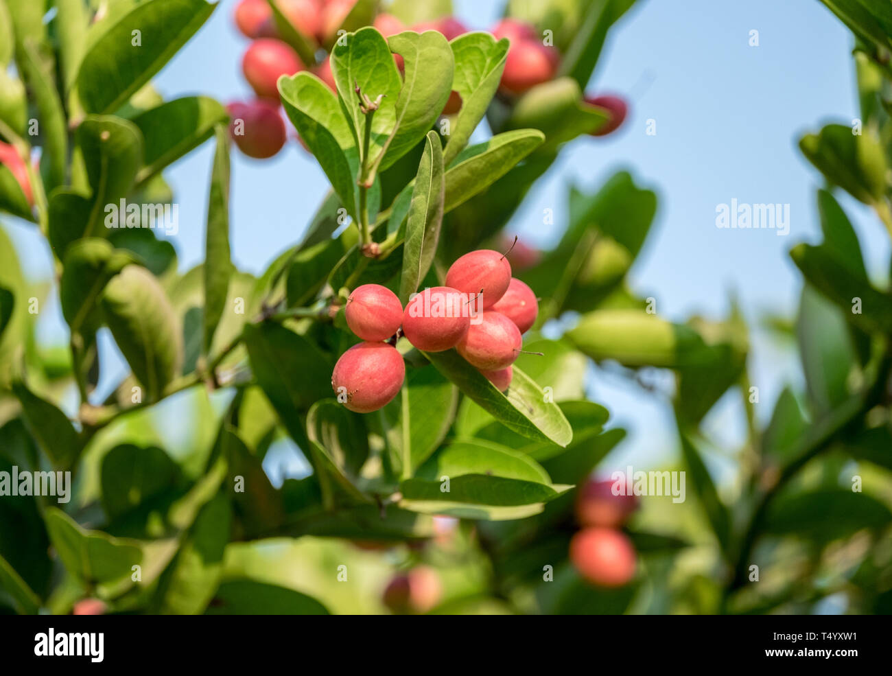 Karonda fruit hi-res stock photography and images - Alamy