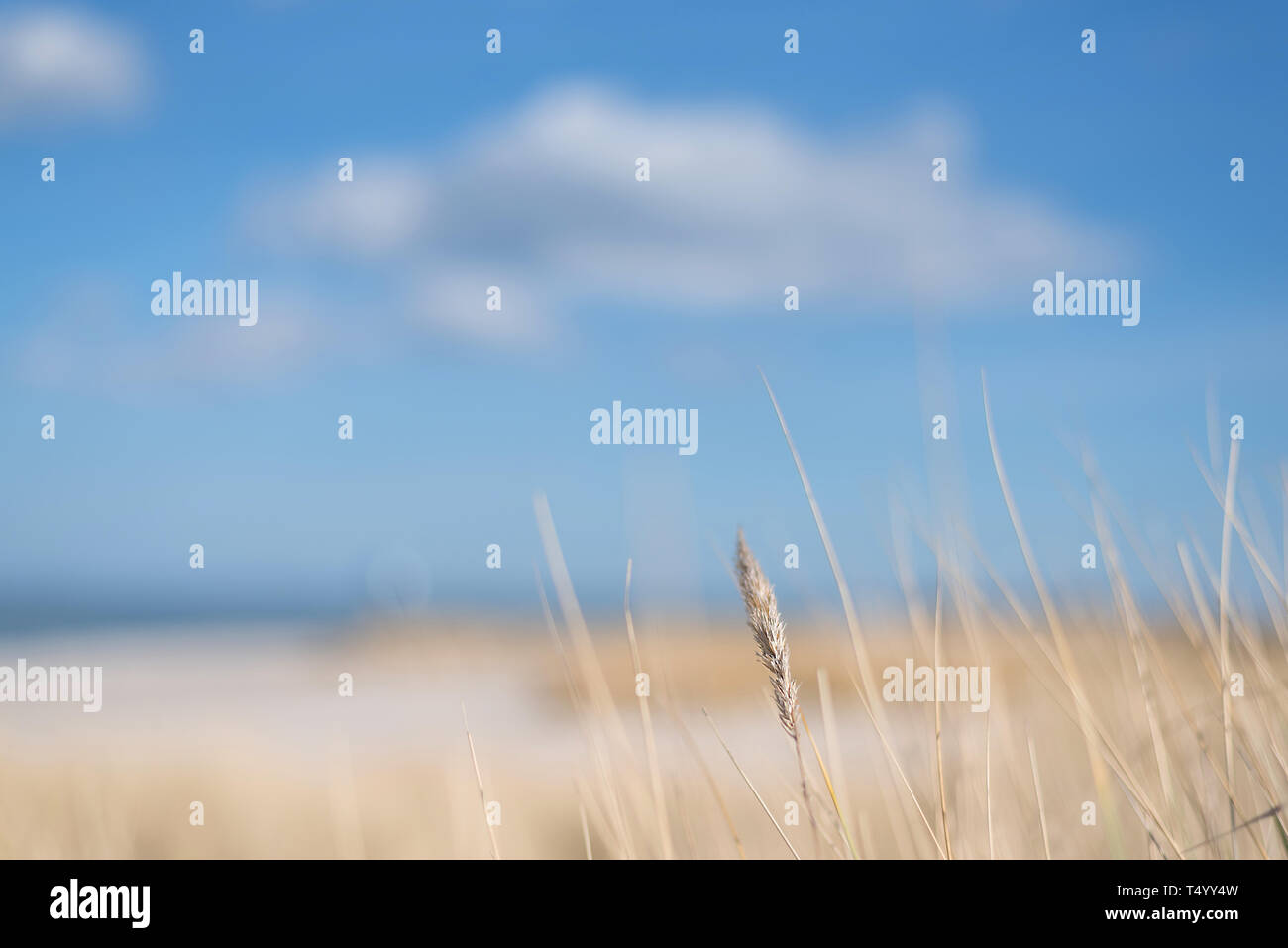 blurred summer beach background with fluffy cloud in blue sky above ...
