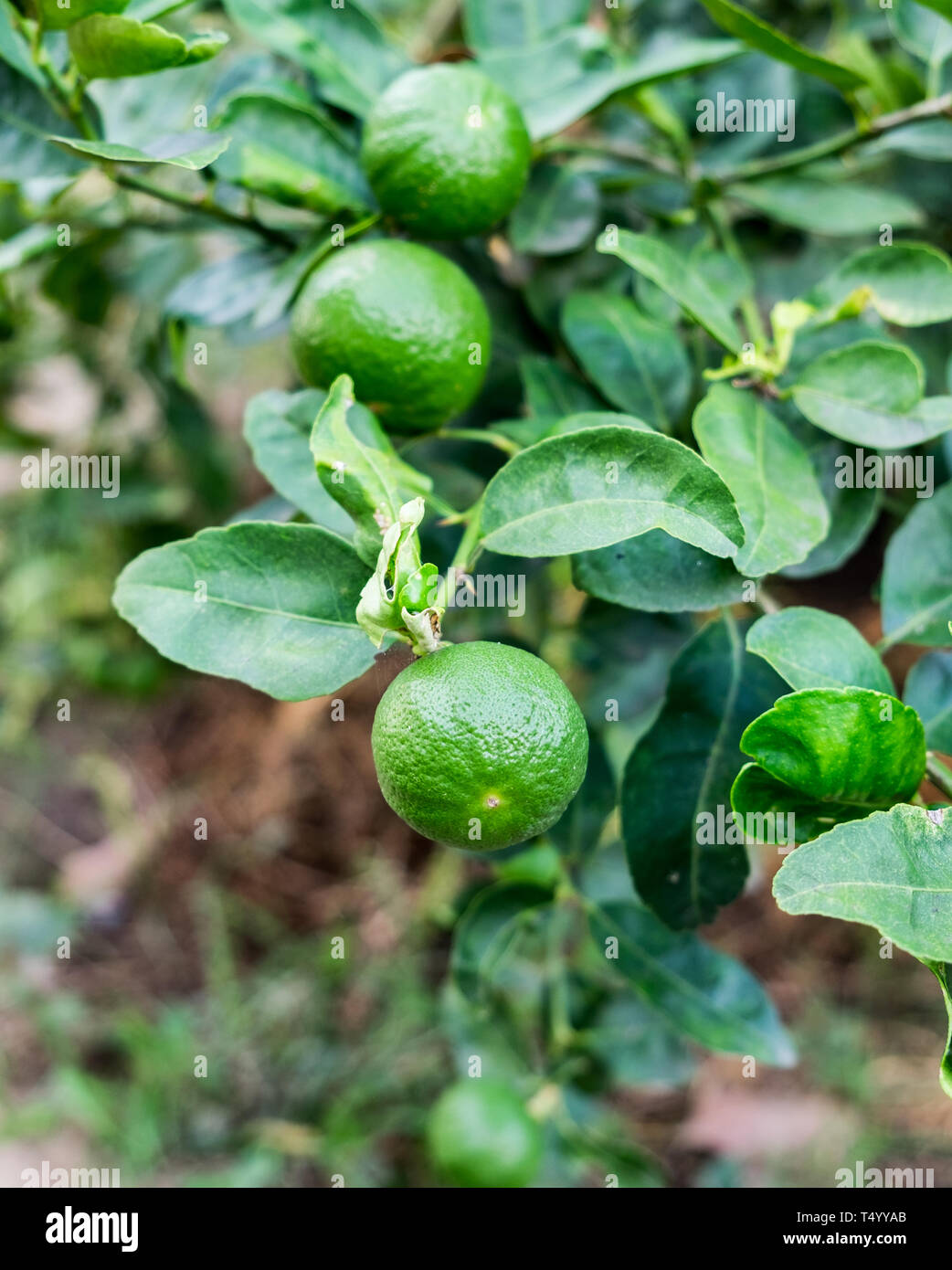 Green lemon limes on stem Stock Photo - Alamy