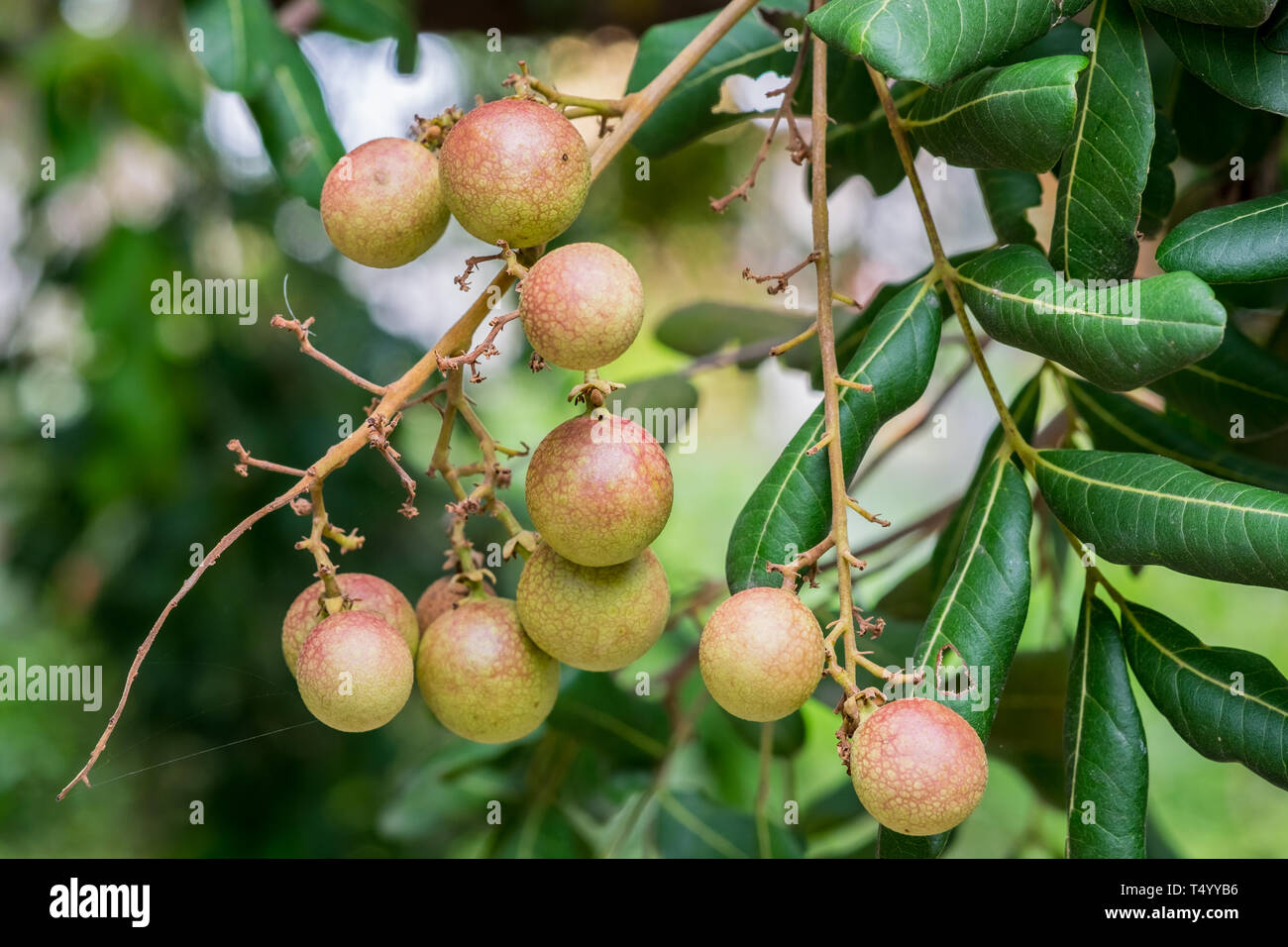 Longan seeds hi-res stock photography and images - Alamy
